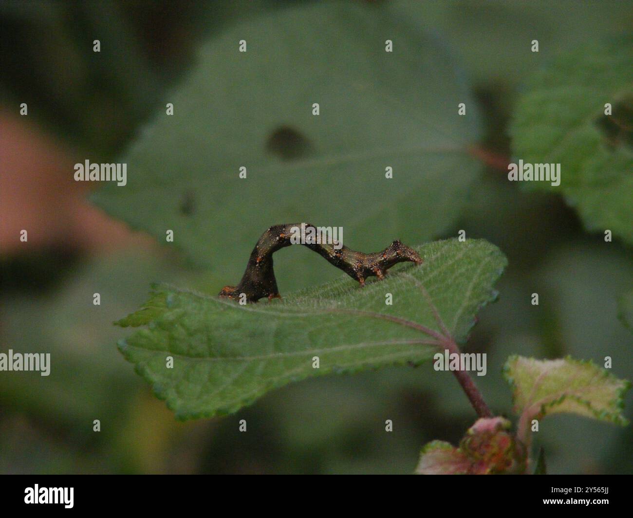 Geometer Moths (Geometridae) Insecta Stock Photo - Alamy