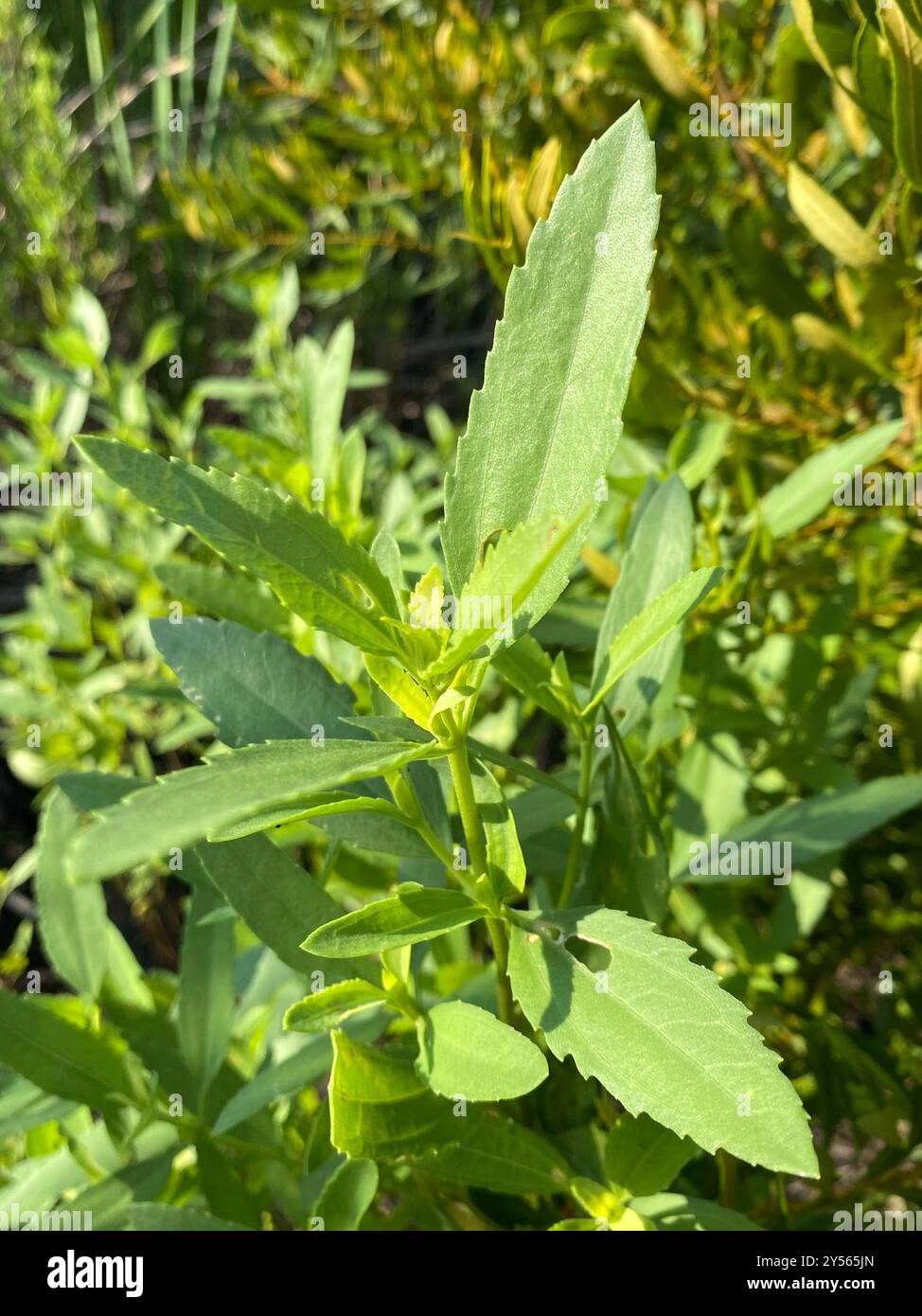 Southern Maritime Marsh-Elder (Iva frutescens frutescens) Plantae Stock ...