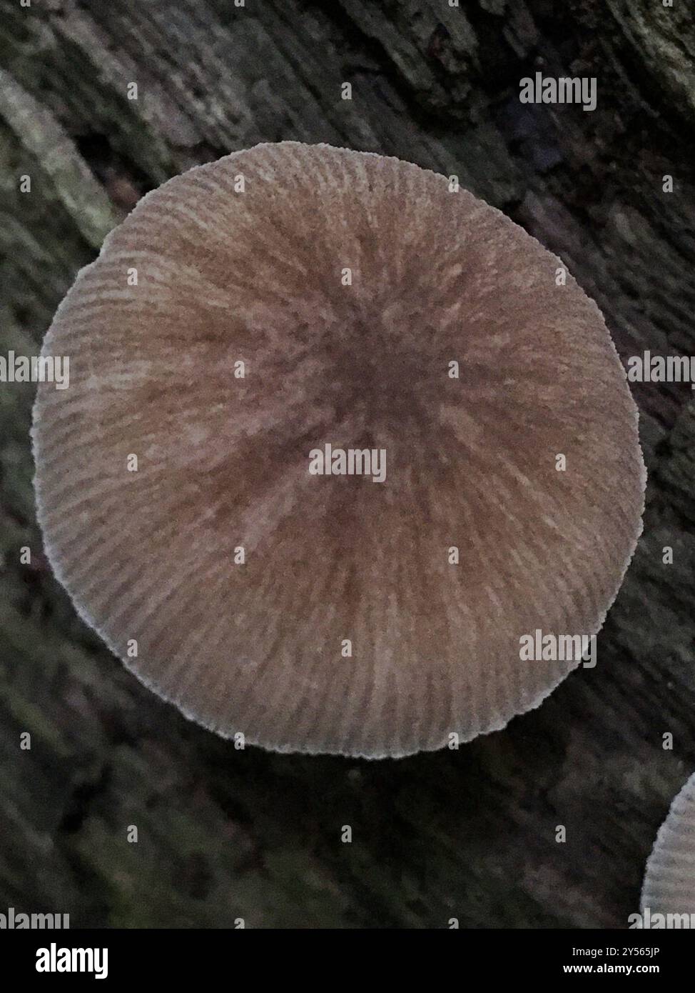Pleated Pluteus (Pluteus longistriatus) Fungi Stock Photo - Alamy