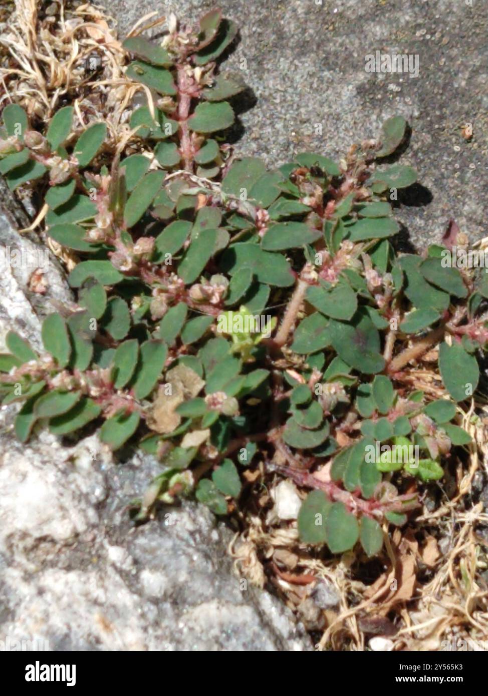 Spotted spurge (Euphorbia maculata) Plantae Stock Photo - Alamy