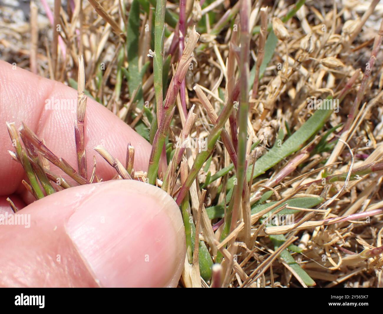 Hard-grass (Parapholis strigosa) Plantae Stock Photo - Alamy