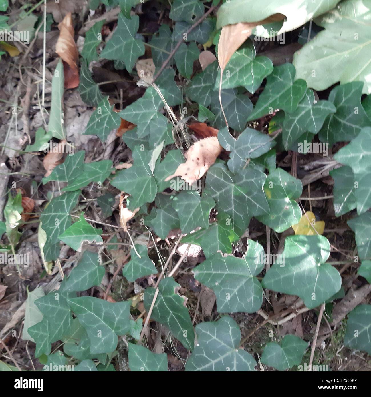 common ivy (Hedera helix) Plantae Stock Photo - Alamy