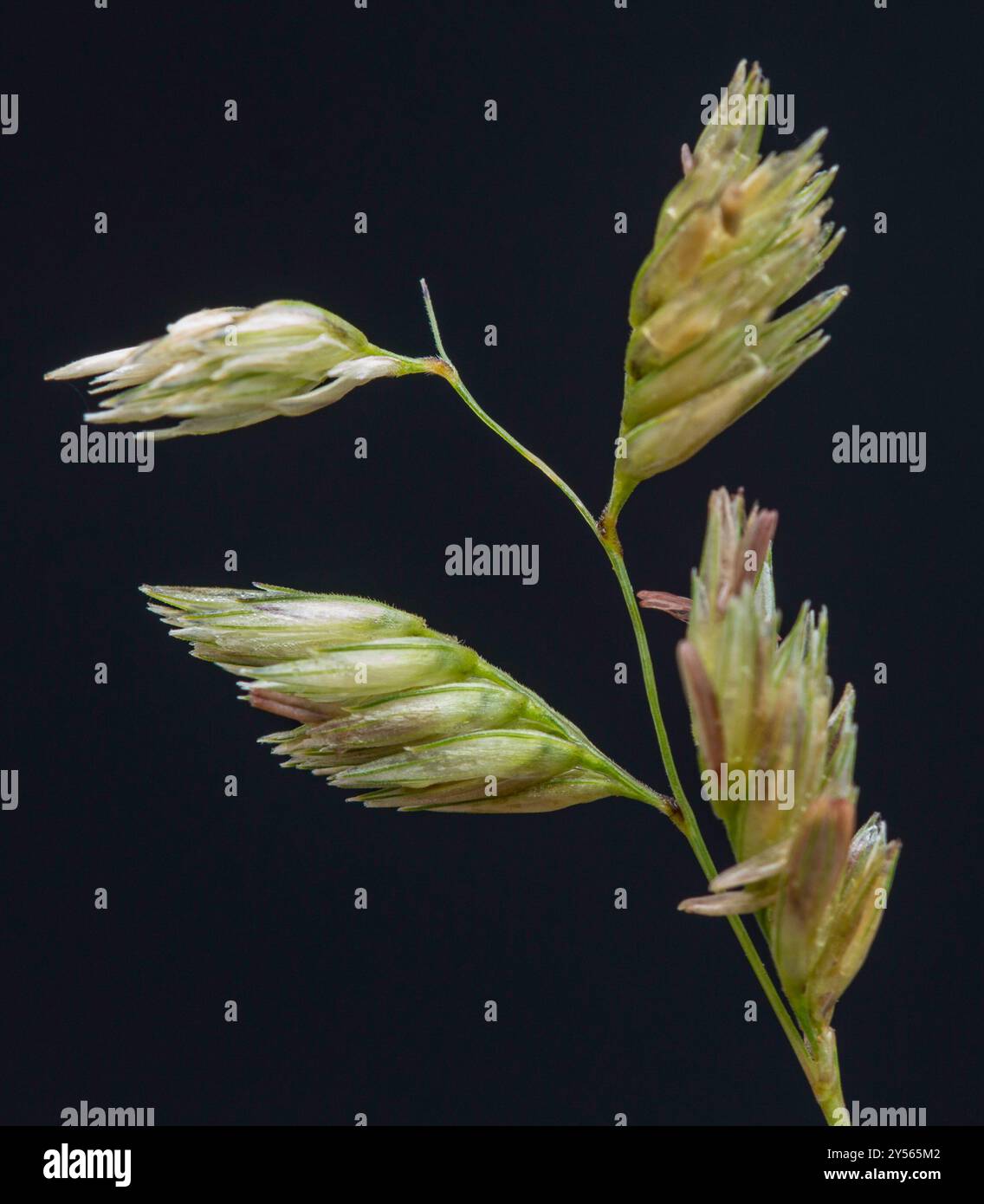 buffalograss (Bouteloua dactyloides) Plantae Stock Photo - Alamy
