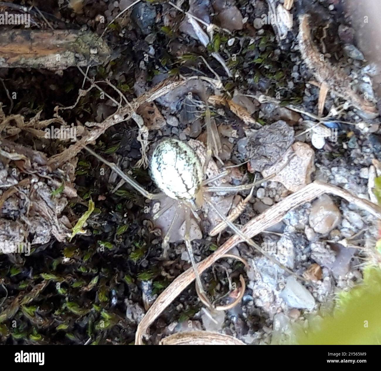 Common candy-striped spider (Enoplognatha ovata) Arachnida Stock Photo ...