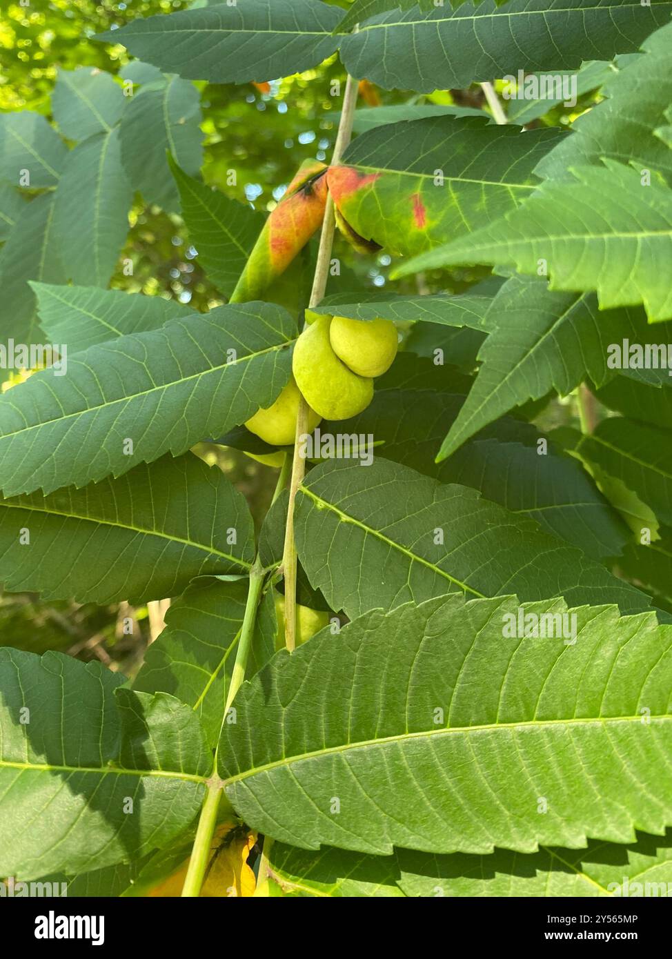 Sumac Gall Aphid (Melaphis rhois) Insecta Stock Photo - Alamy