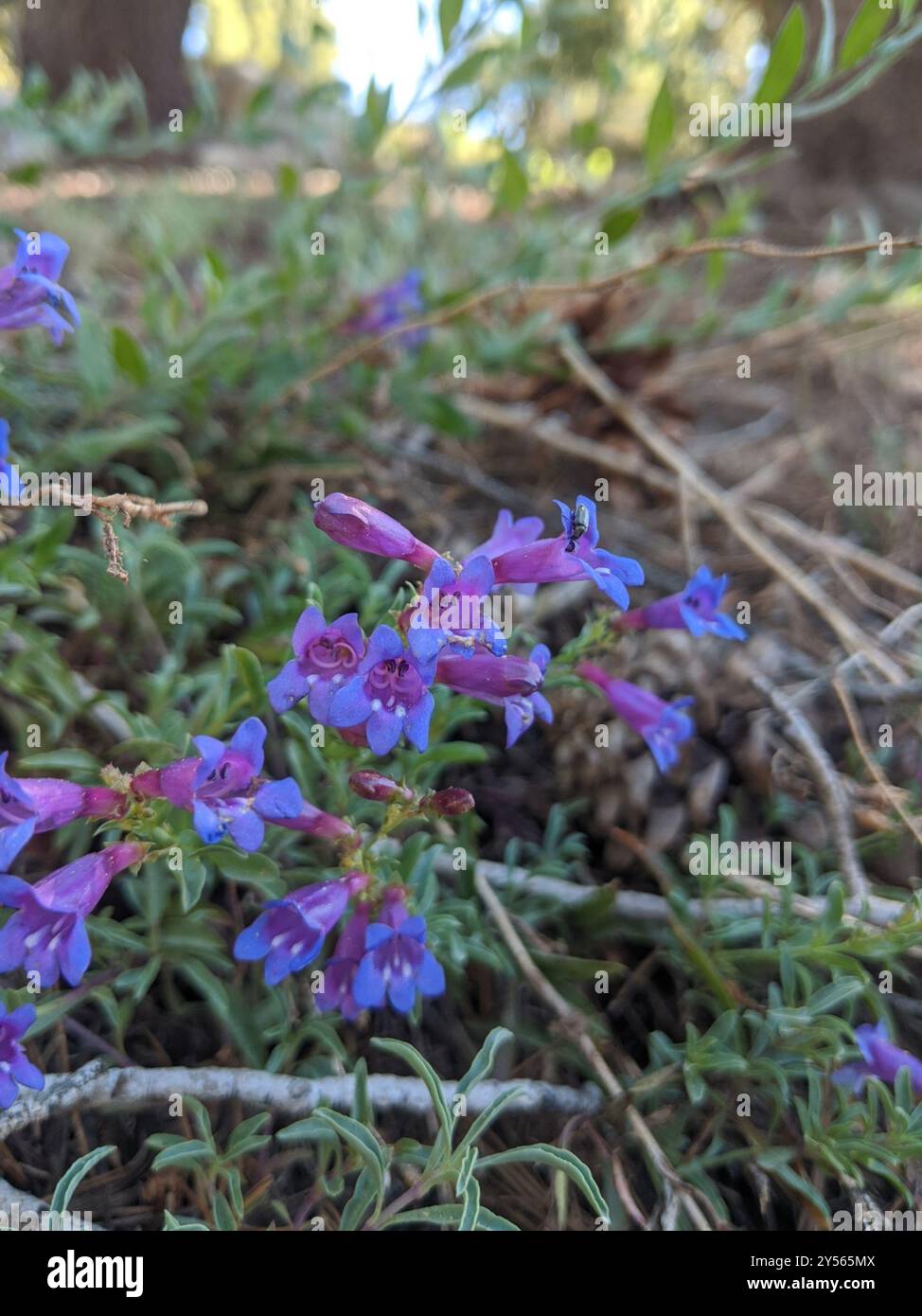 Azure Penstemon (Penstemon azureus) Plantae Stock Photo - Alamy