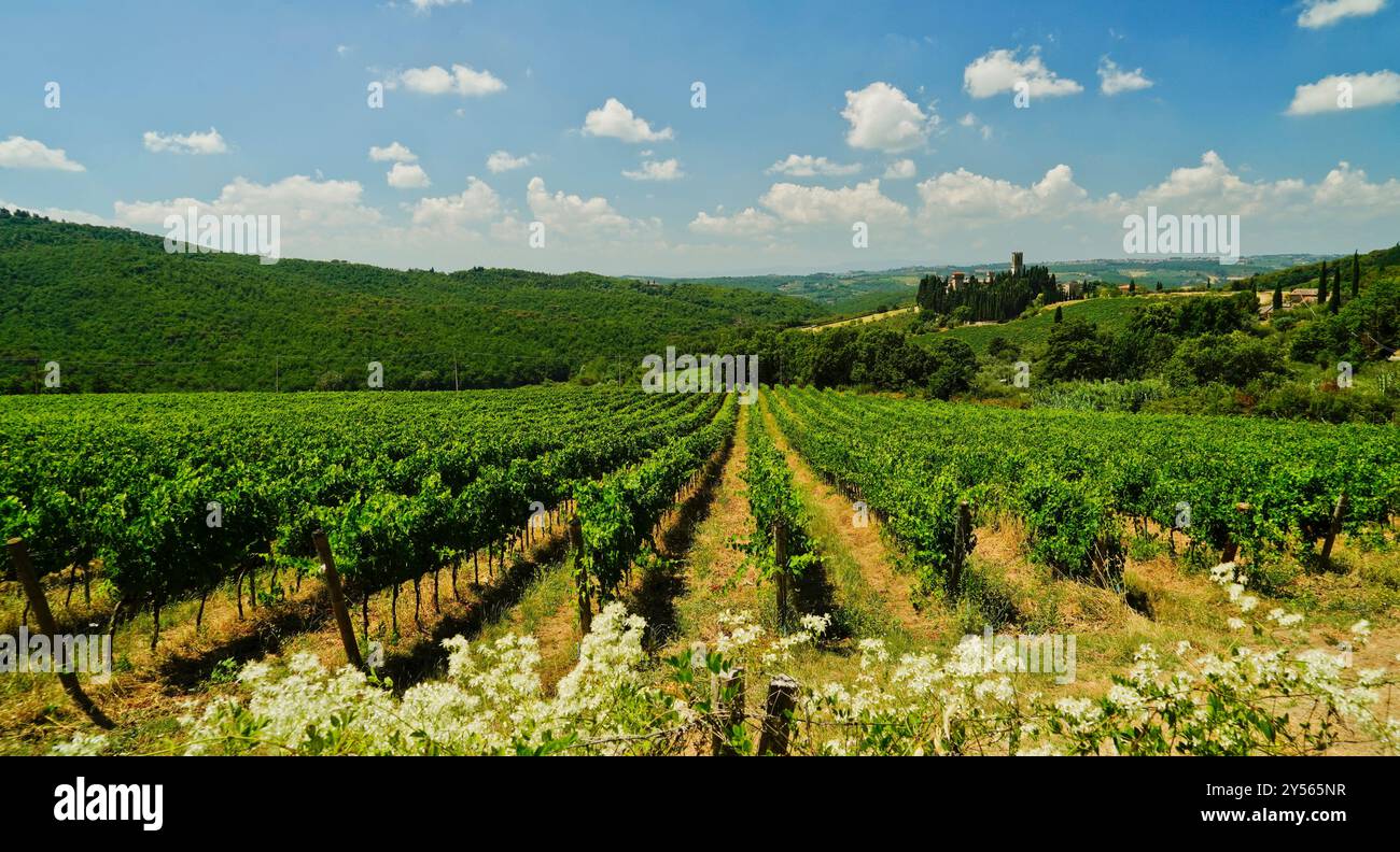 The hills and vineyards of Chianti district between Florence and Siena ...