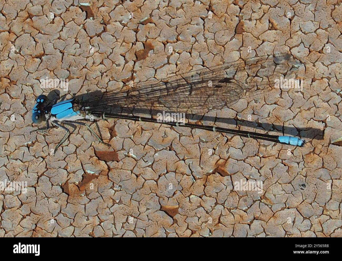 Blue-fronted Dancer (Argia apicalis) Insecta Stock Photo - Alamy