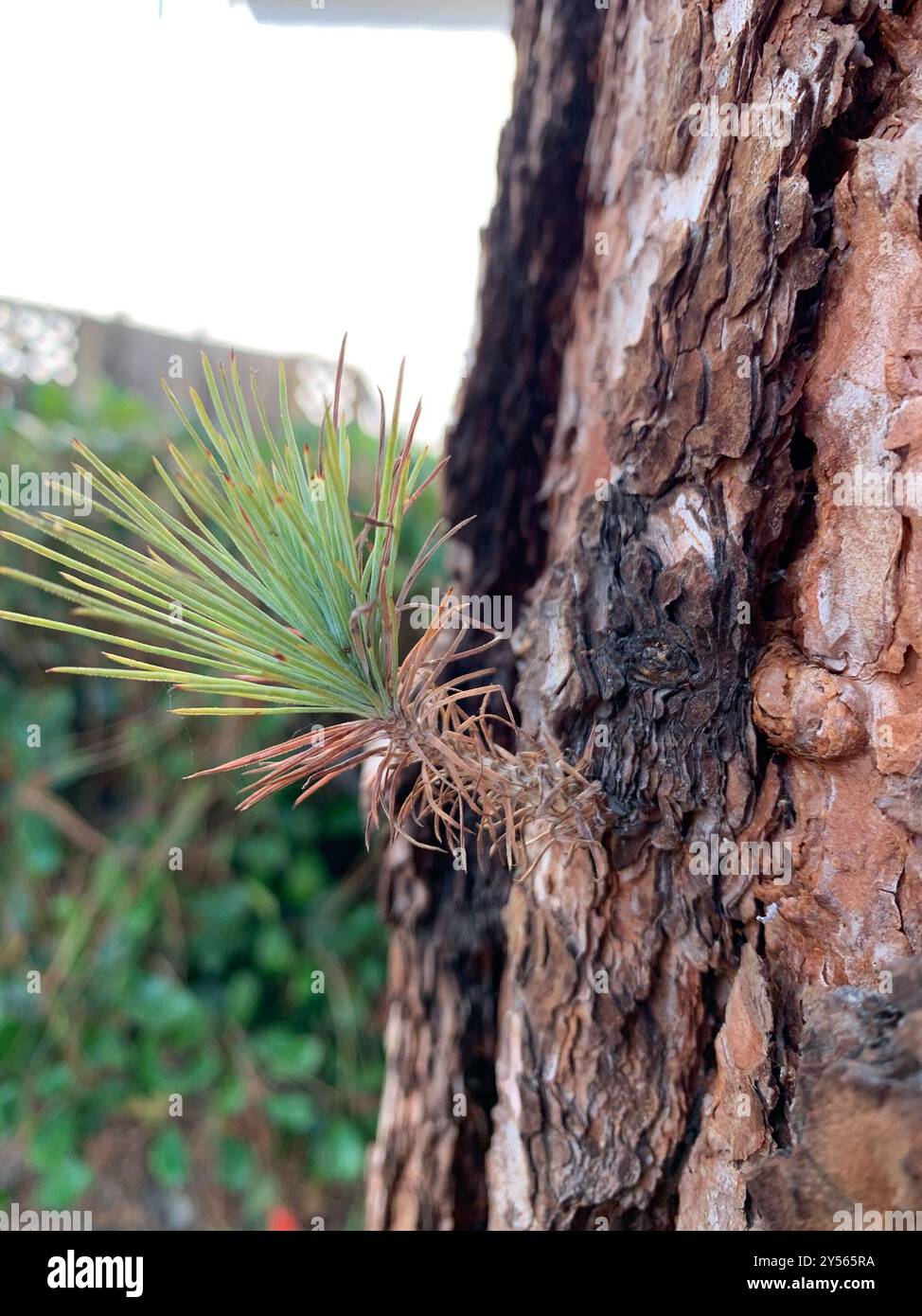 Canary Island pine (Pinus canariensis) Plantae Stock Photo - Alamy