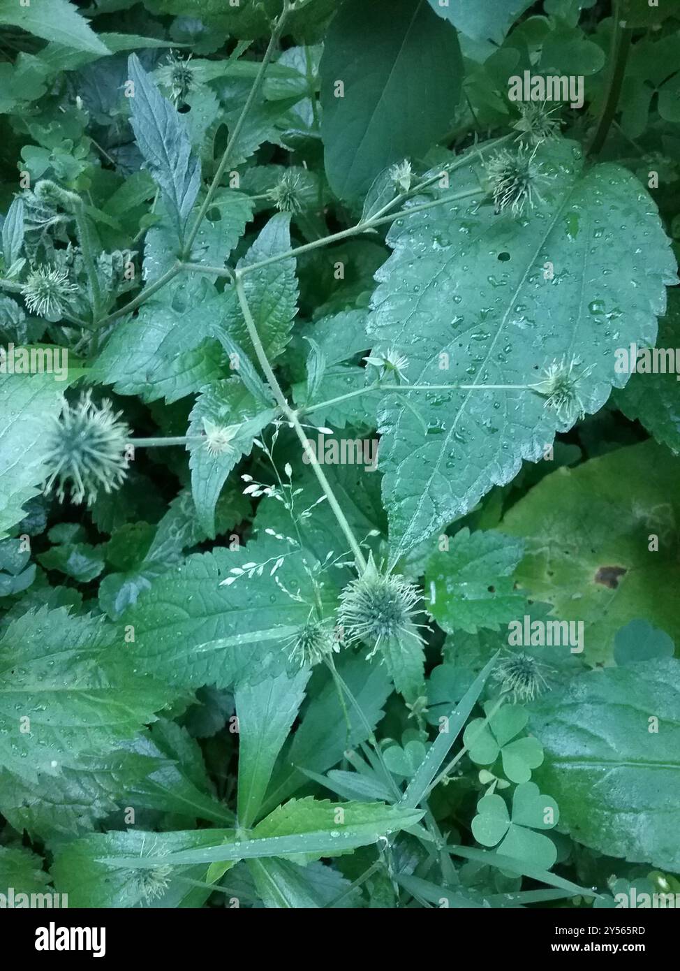 white avens (Geum canadense) Plantae Stock Photo - Alamy