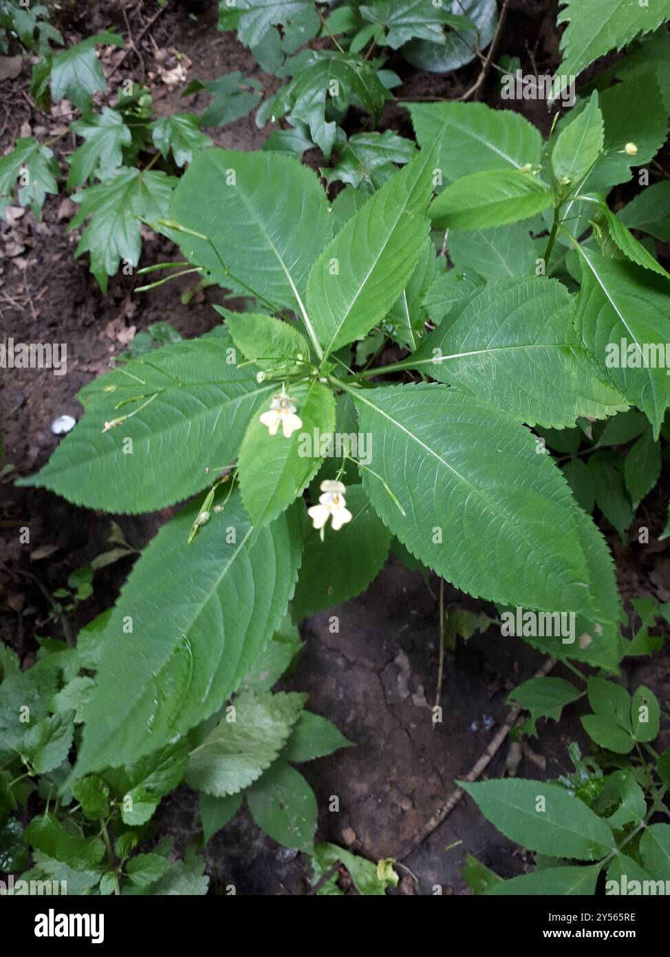 small balsam (Impatiens parviflora) Plantae Stock Photo - Alamy
