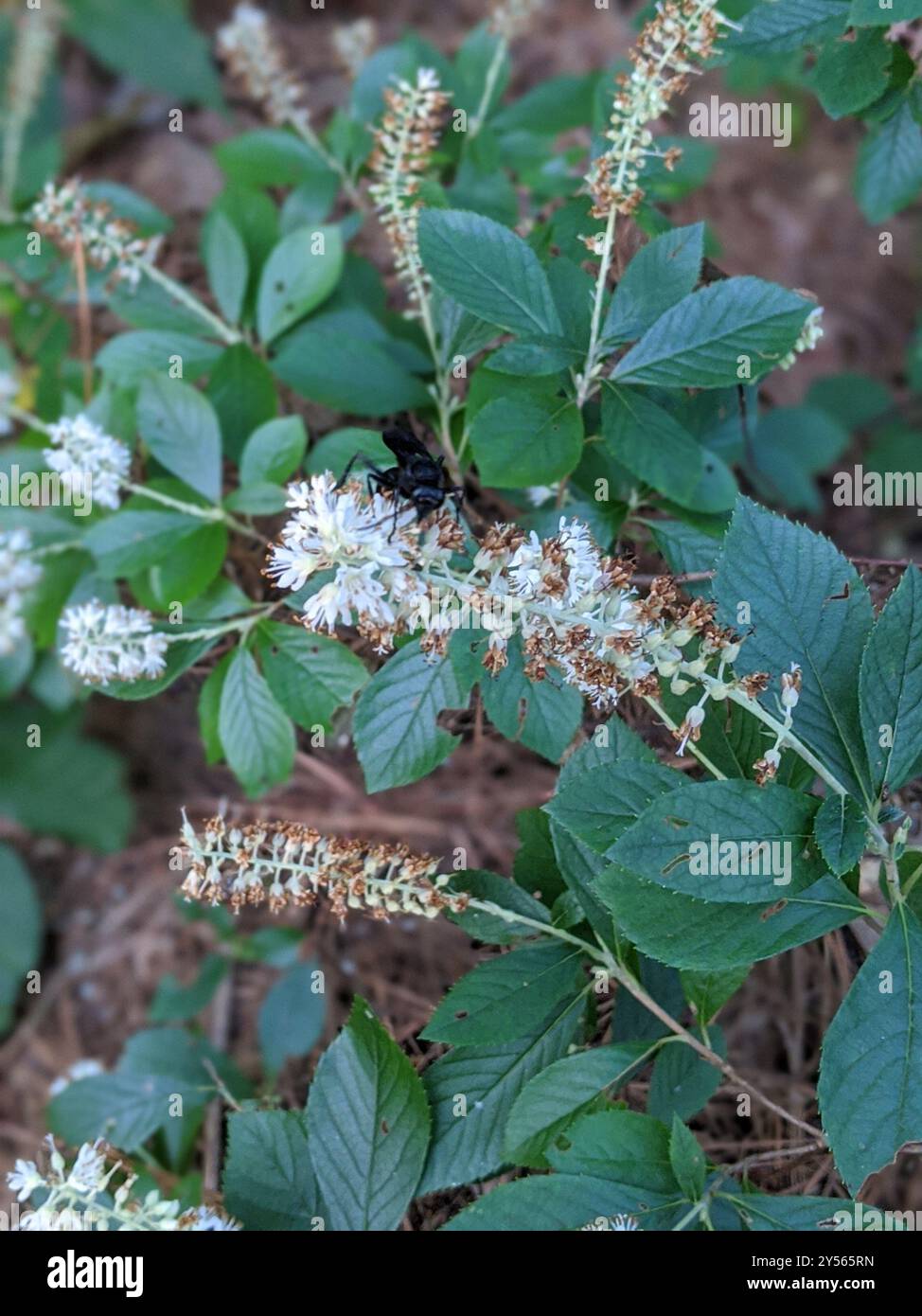 Sweet Pepperbush (Clethra alnifolia) Plantae Stock Photo - Alamy