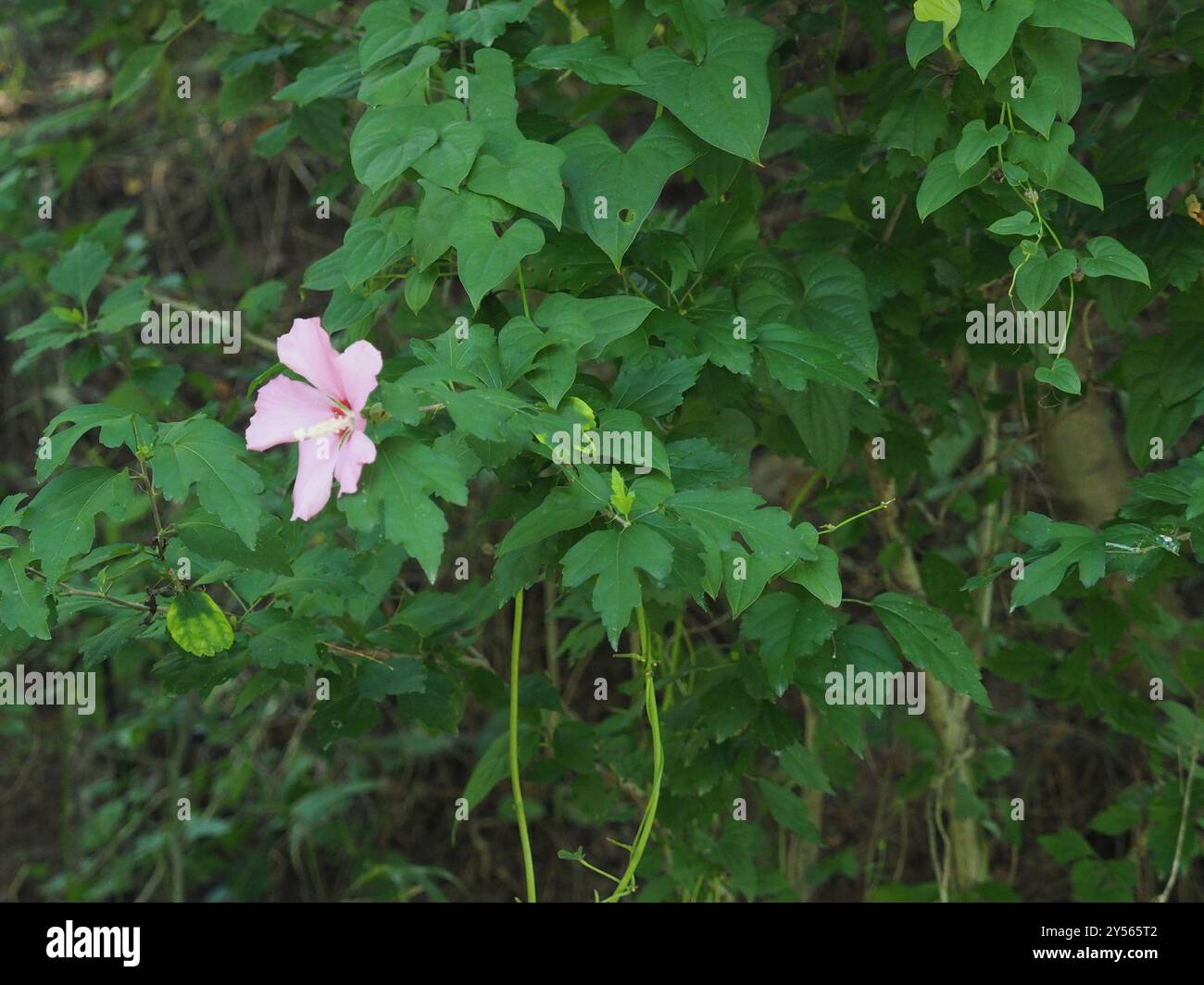 common hibiscus (Hibiscus syriacus) Plantae Stock Photo - Alamy