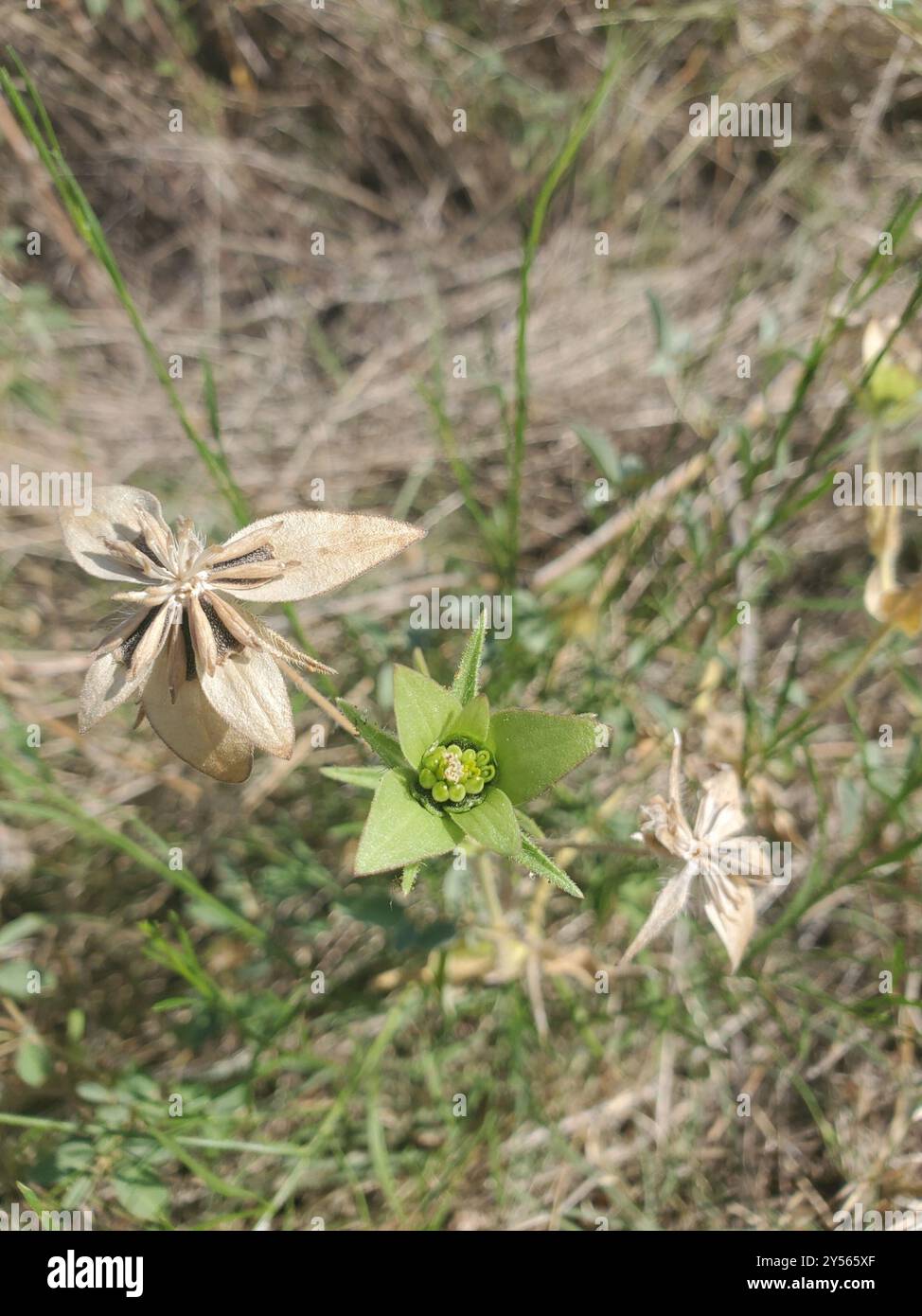 Texas yellow star (Lindheimera texana) Plantae Stock Photo - Alamy