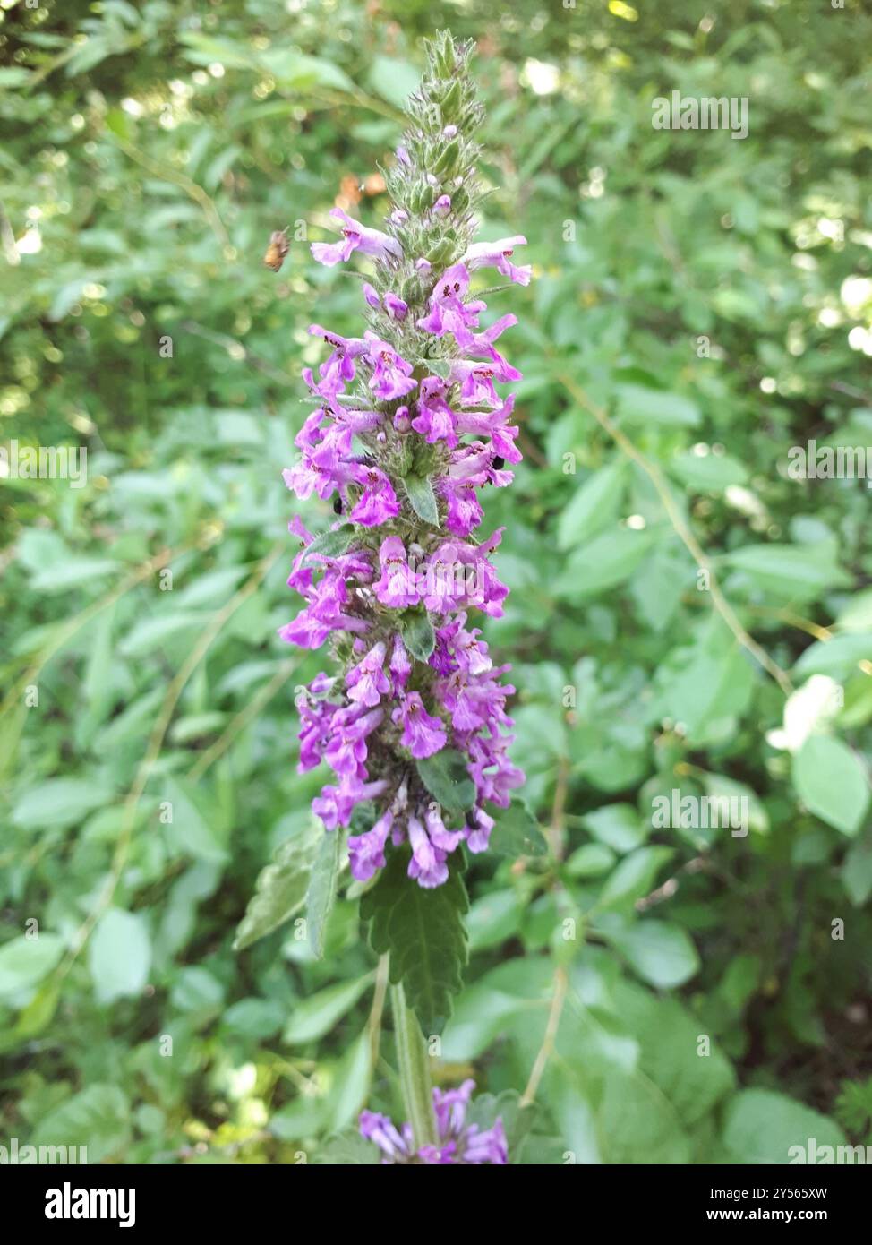 common hedge-nettle (Betonica officinalis) Plantae Stock Photo - Alamy