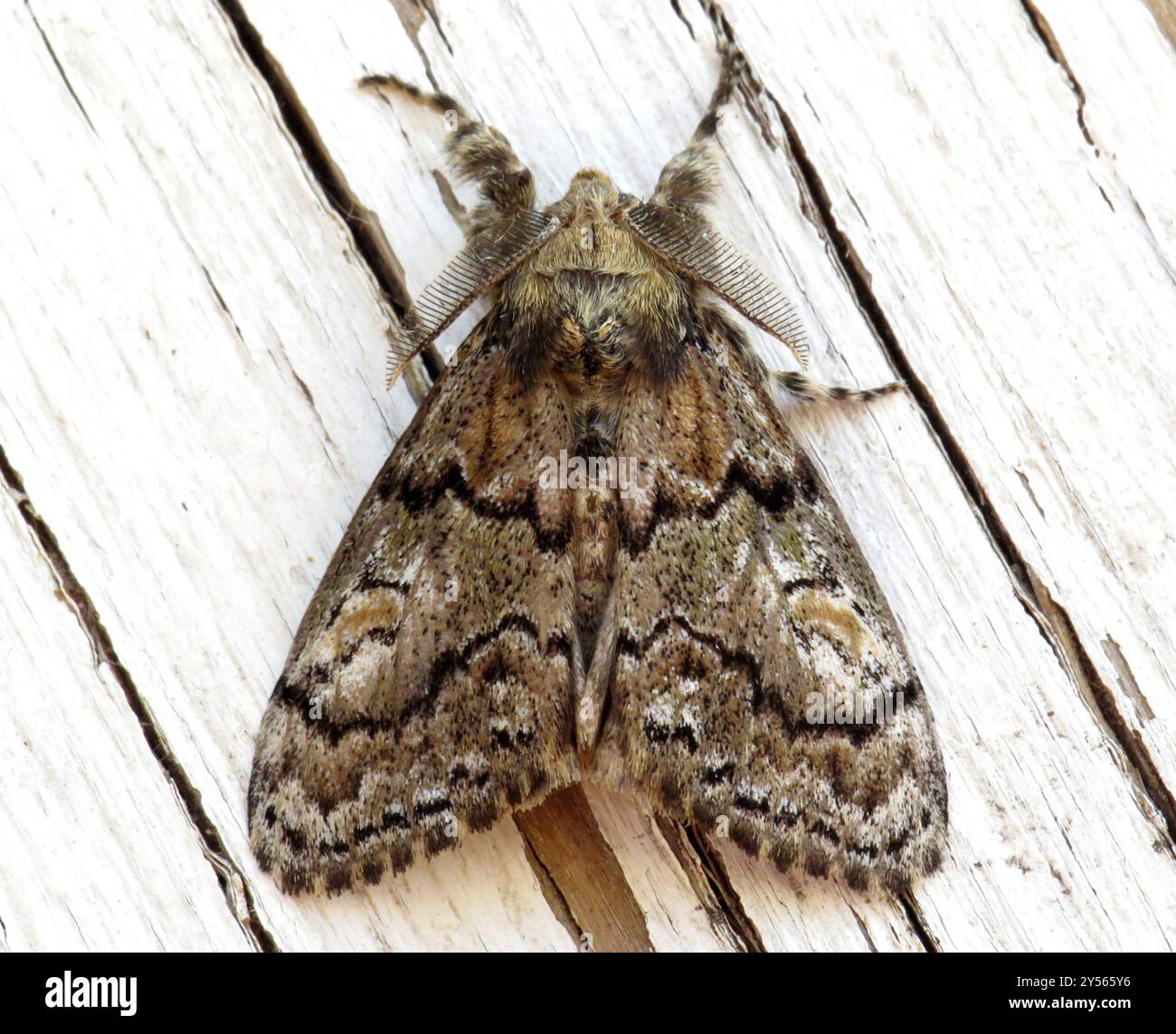 Sharp-lined Tussock Moth (Dasychira dorsipennata) Insecta Stock Photo ...