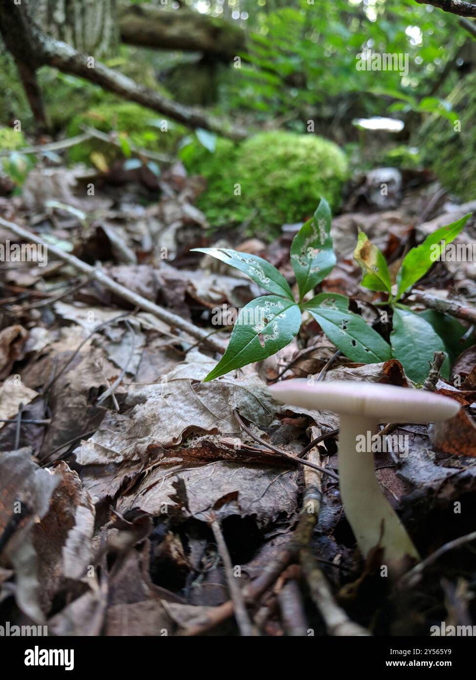 Fragile Brittlegill (Russula fragilis) Fungi Stock Photo - Alamy