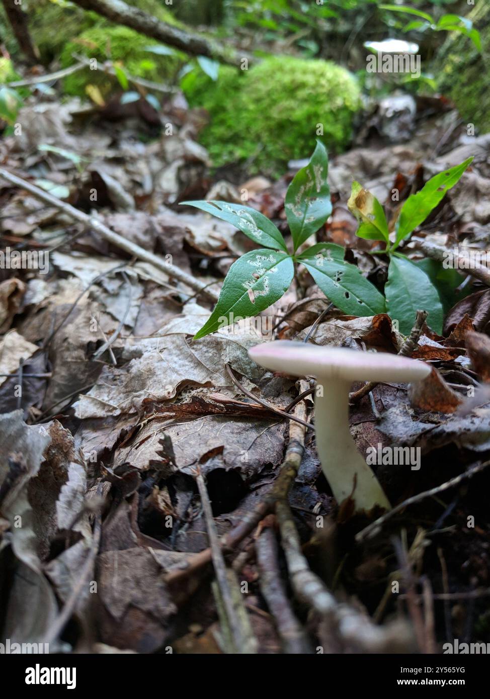 Fragile Brittlegill (Russula fragilis) Fungi Stock Photo - Alamy