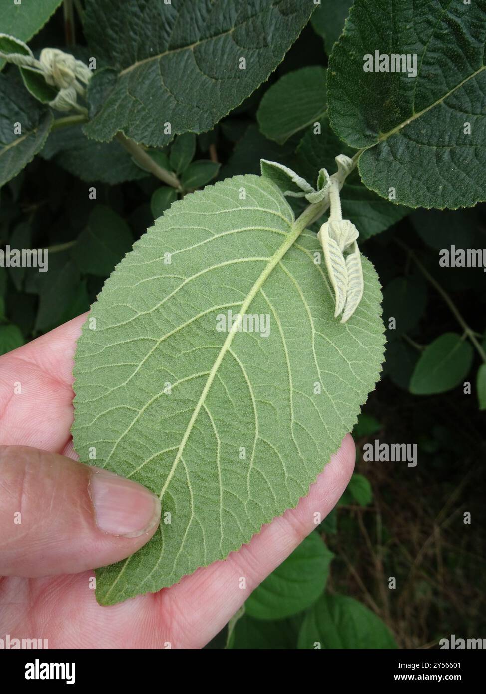 Wayfaring-tree (Viburnum lantana) Plantae Stock Photo - Alamy