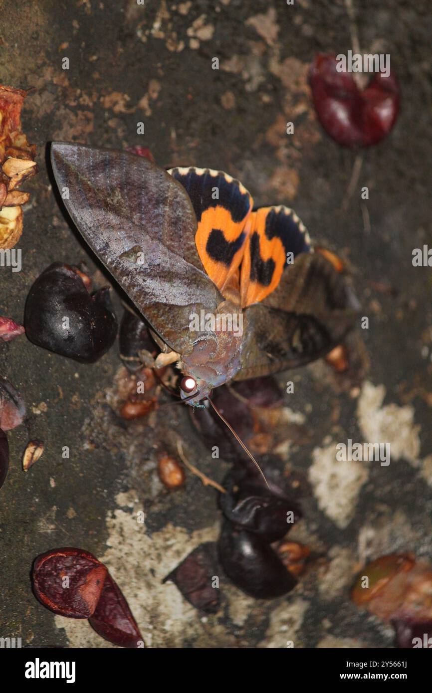 Common Fruit-piercing Moth (Eudocima phalonia) Insecta Stock Photo - Alamy