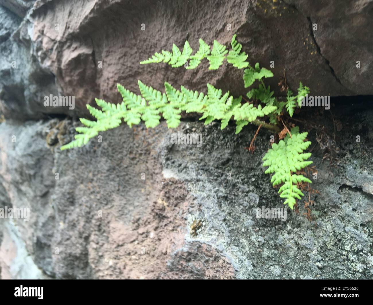 ferns (Polypodiopsida) Plantae Stock Photo - Alamy