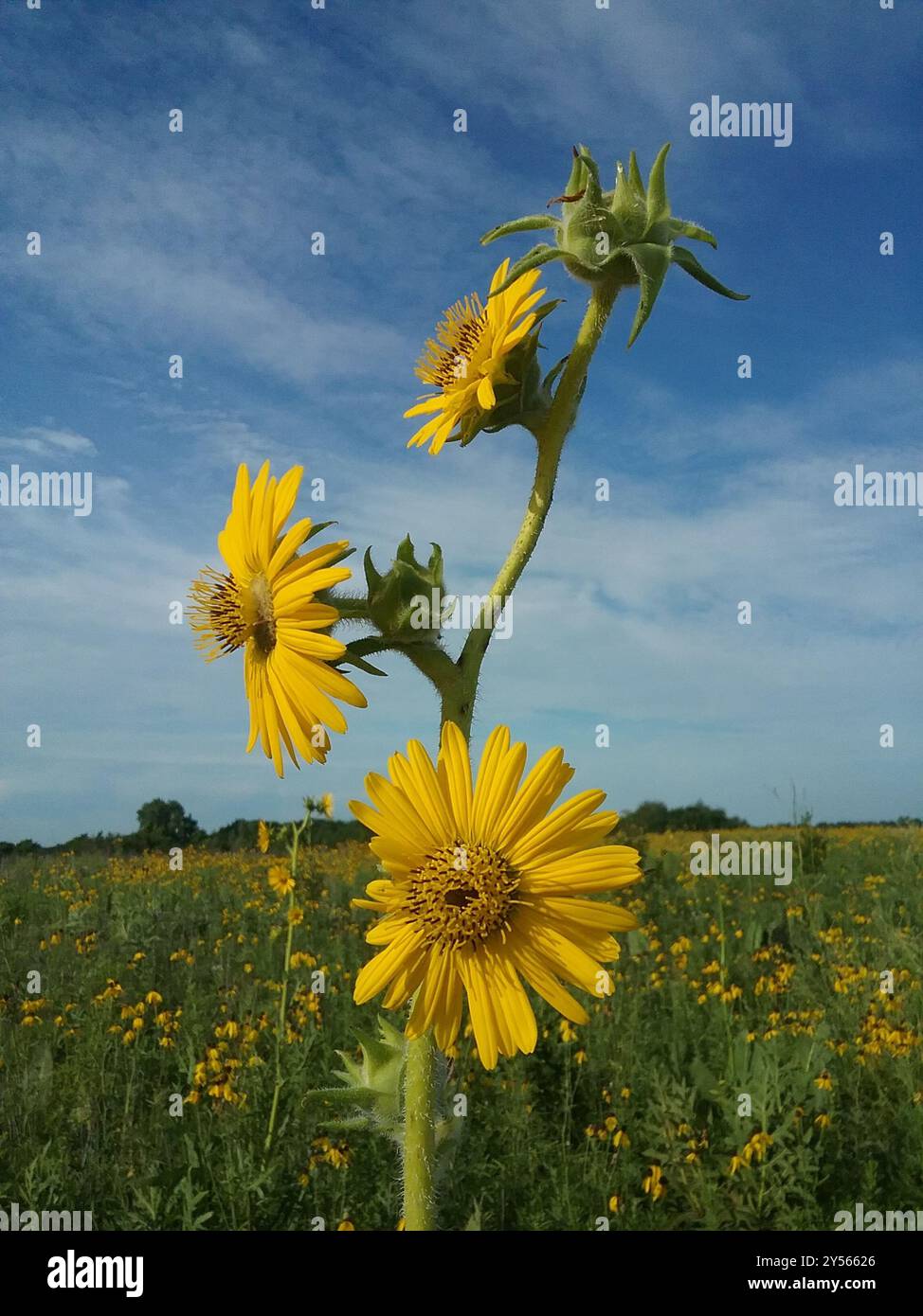 compass plant (Silphium laciniatum) Plantae Stock Photo - Alamy
