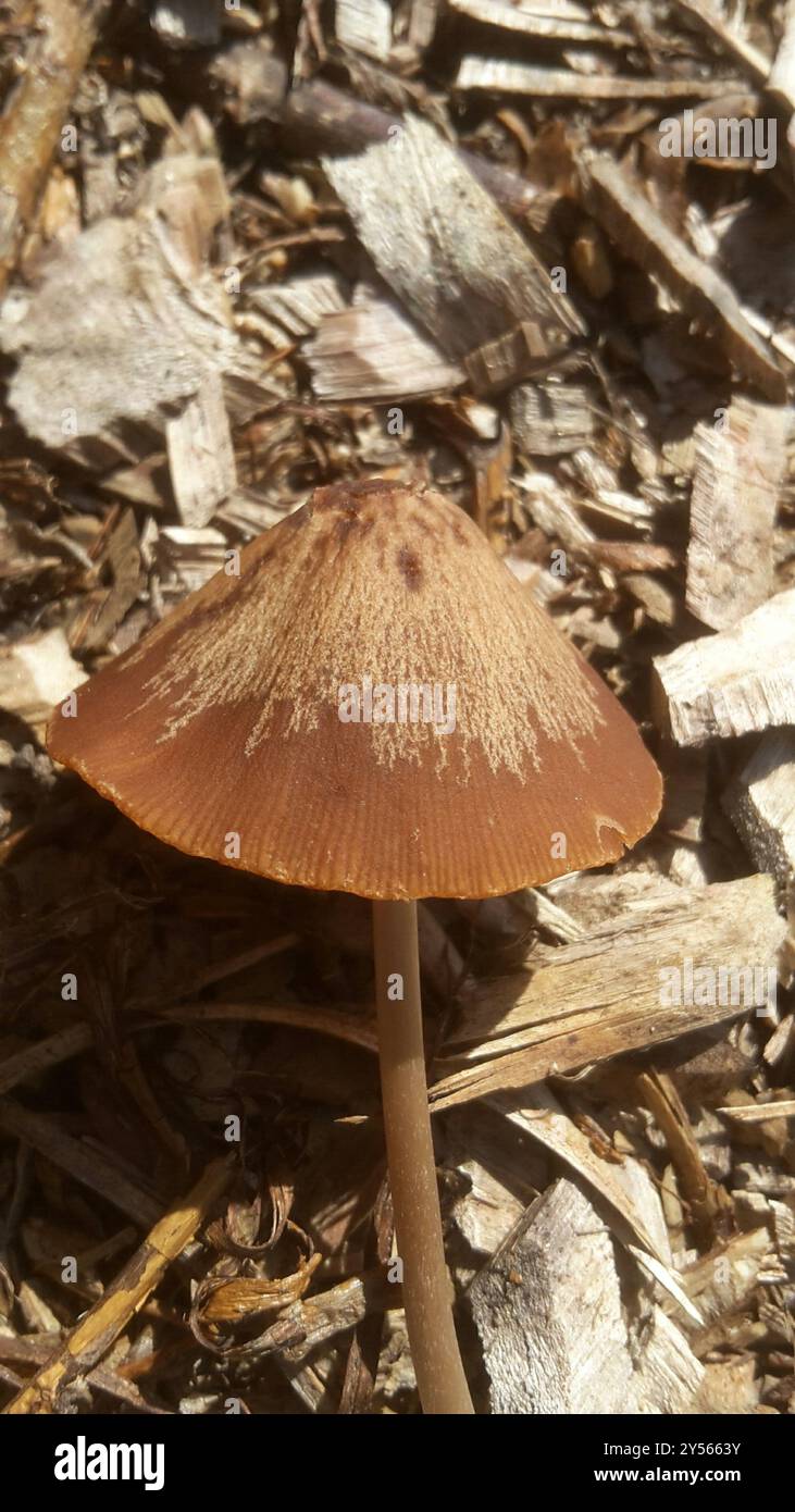 conical brittlestem (Parasola conopilea) Fungi Stock Photo - Alamy