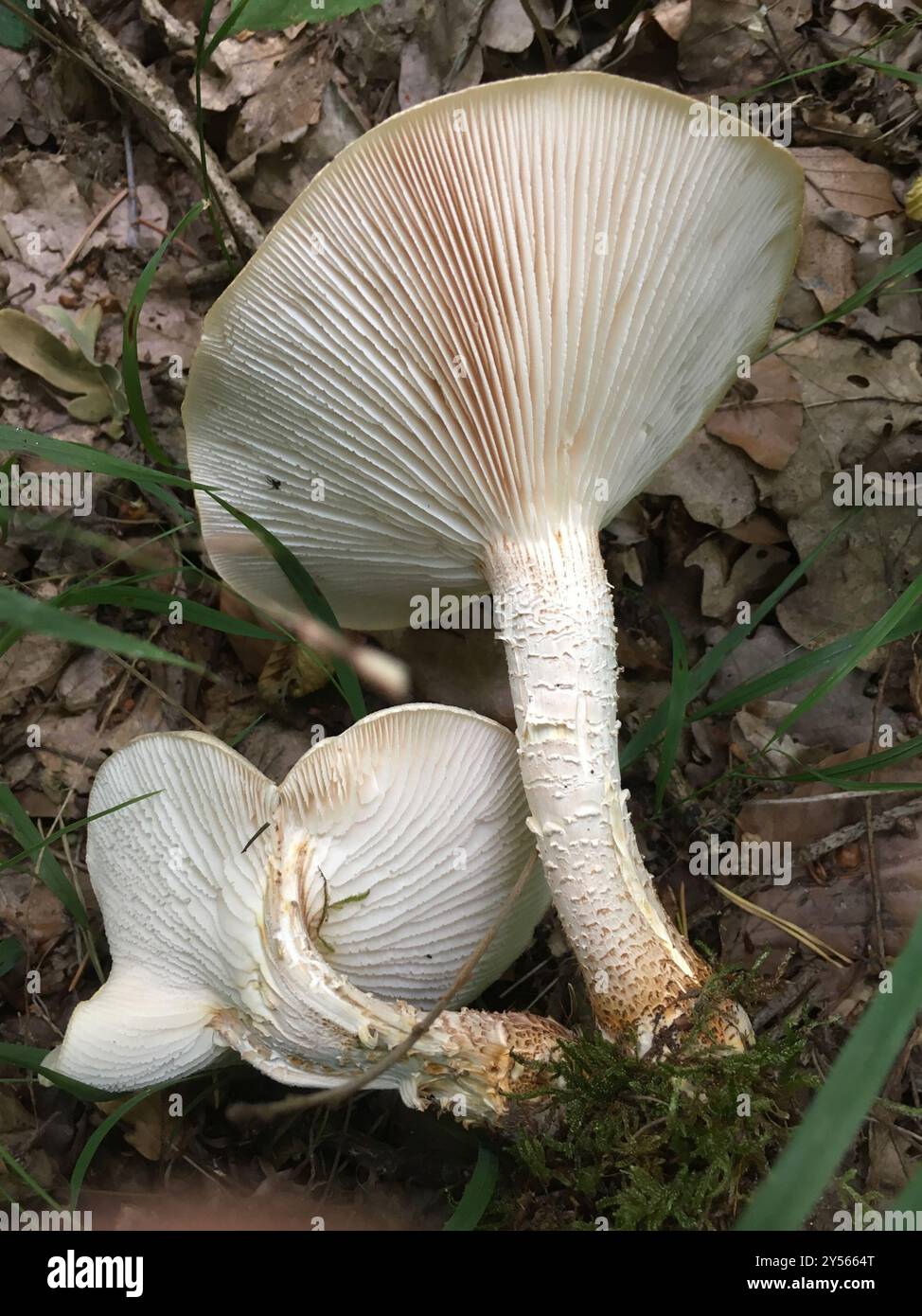 Trainwrecker (Neolentinus lepideus) Fungi Stock Photo - Alamy