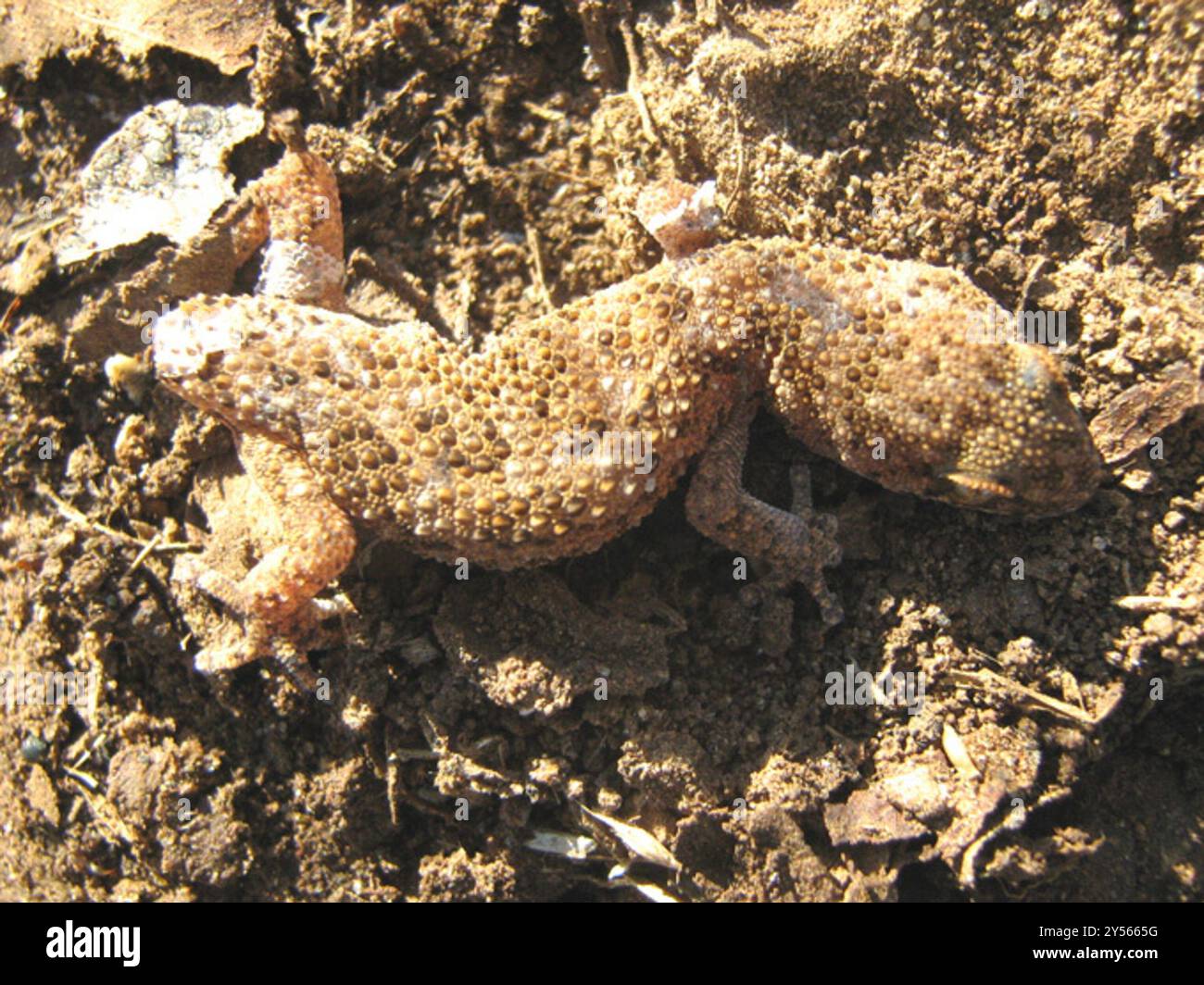 Cape Thick-toed Gecko (Pachydactylus capensis) Reptilia Stock Photo - Alamy