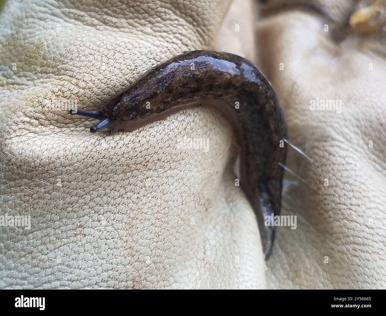 Carolina Mantleslug (Philomycus carolinianus) Mollusca Stock Photo - Alamy