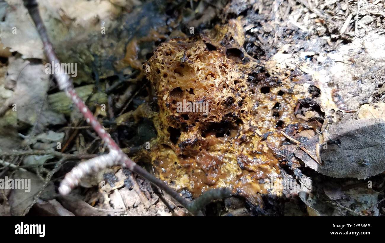 True slime molds hi-res stock photography and images - Alamy