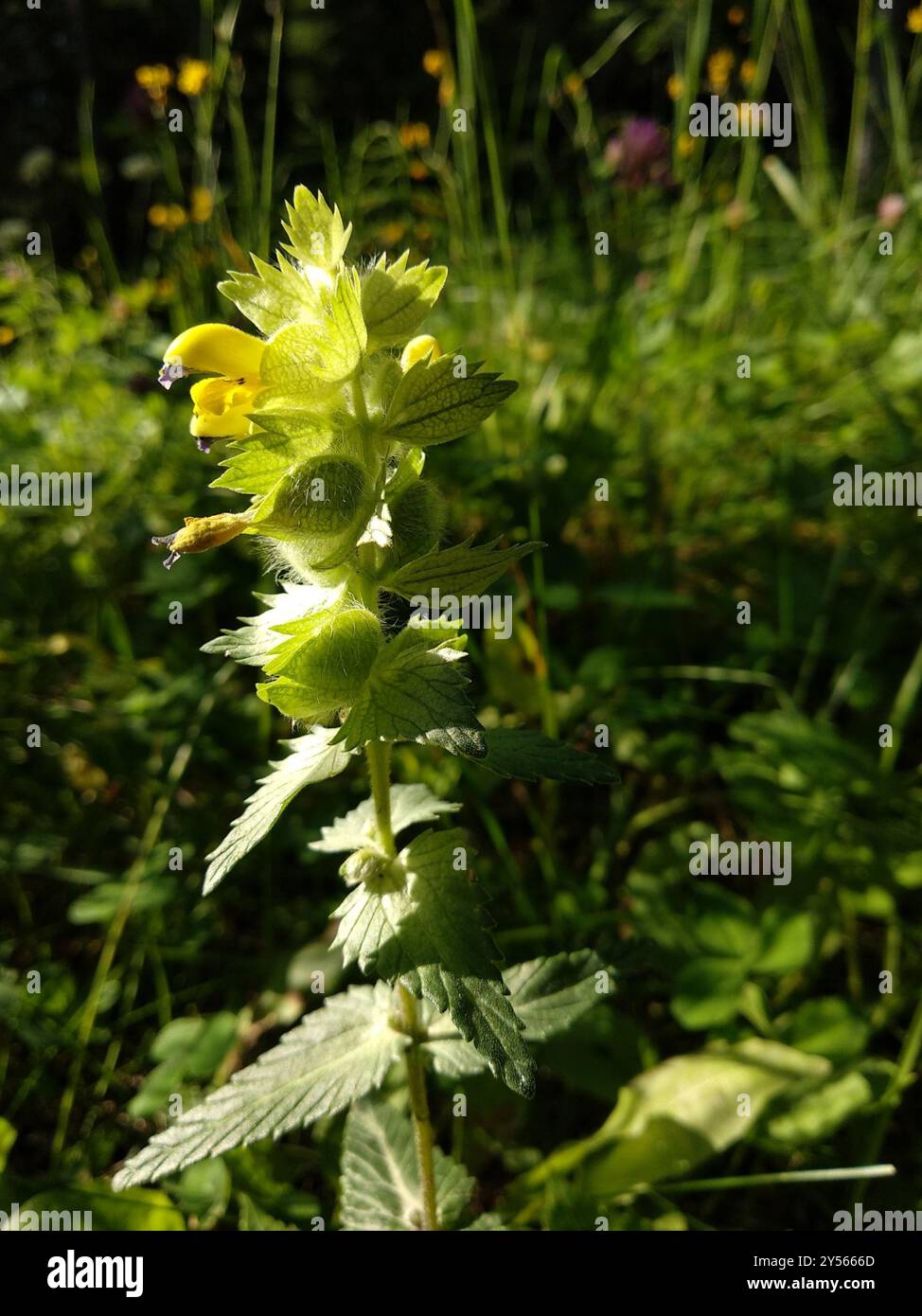 Greater Yellow Rattle (Rhinanthus alectorolophus) Plantae Stock Photo ...