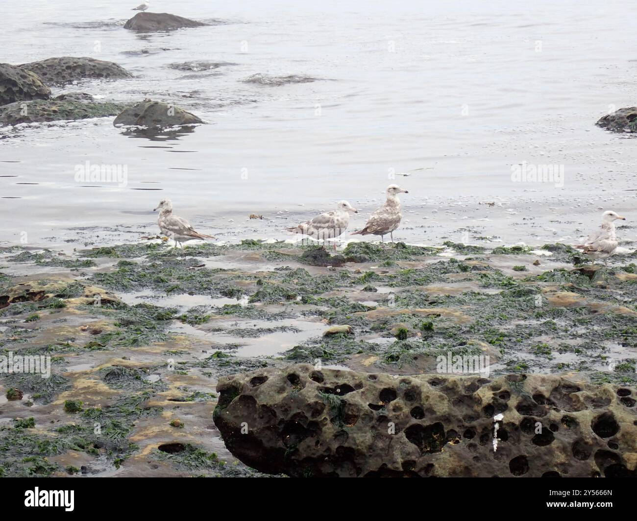 California Gull (Larus californicus) Aves Stock Photo - Alamy