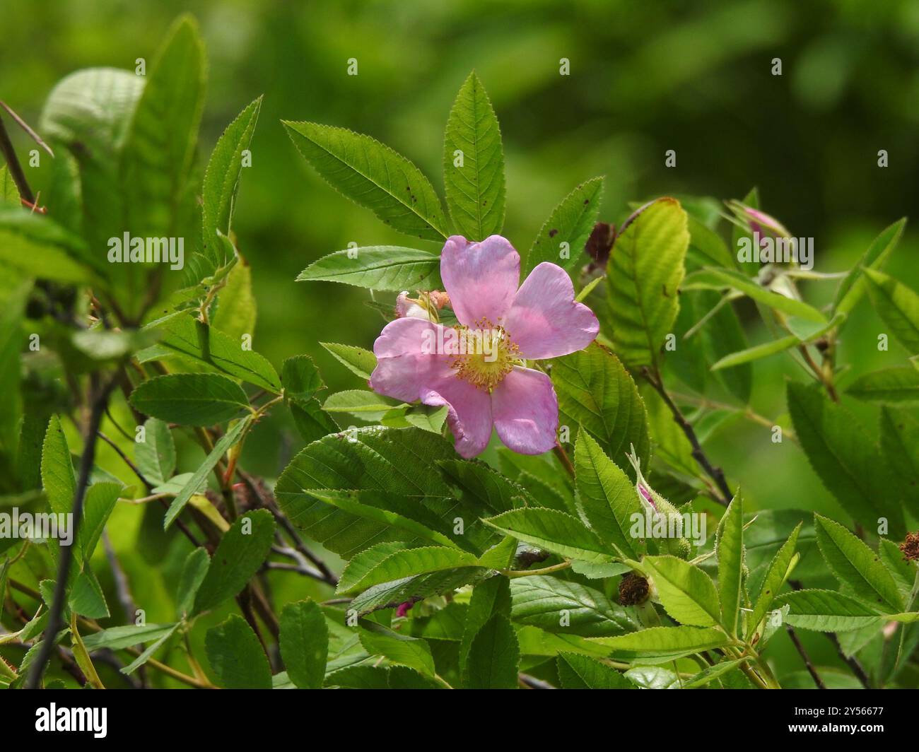 swamp rose (Rosa palustris) Plantae Stock Photo - Alamy