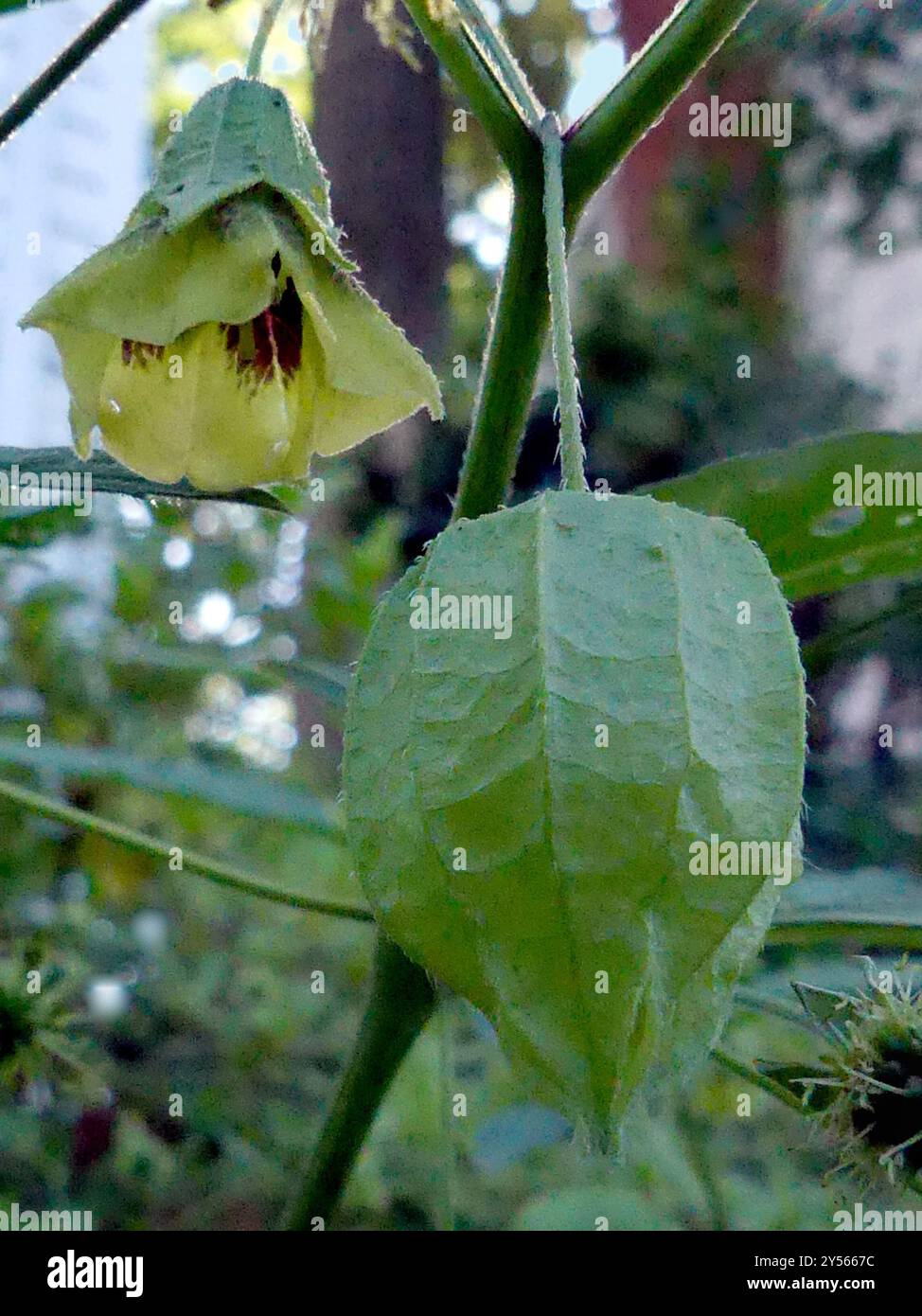 long-leaved groundcherry (Physalis longifolia) Plantae Stock Photo - Alamy