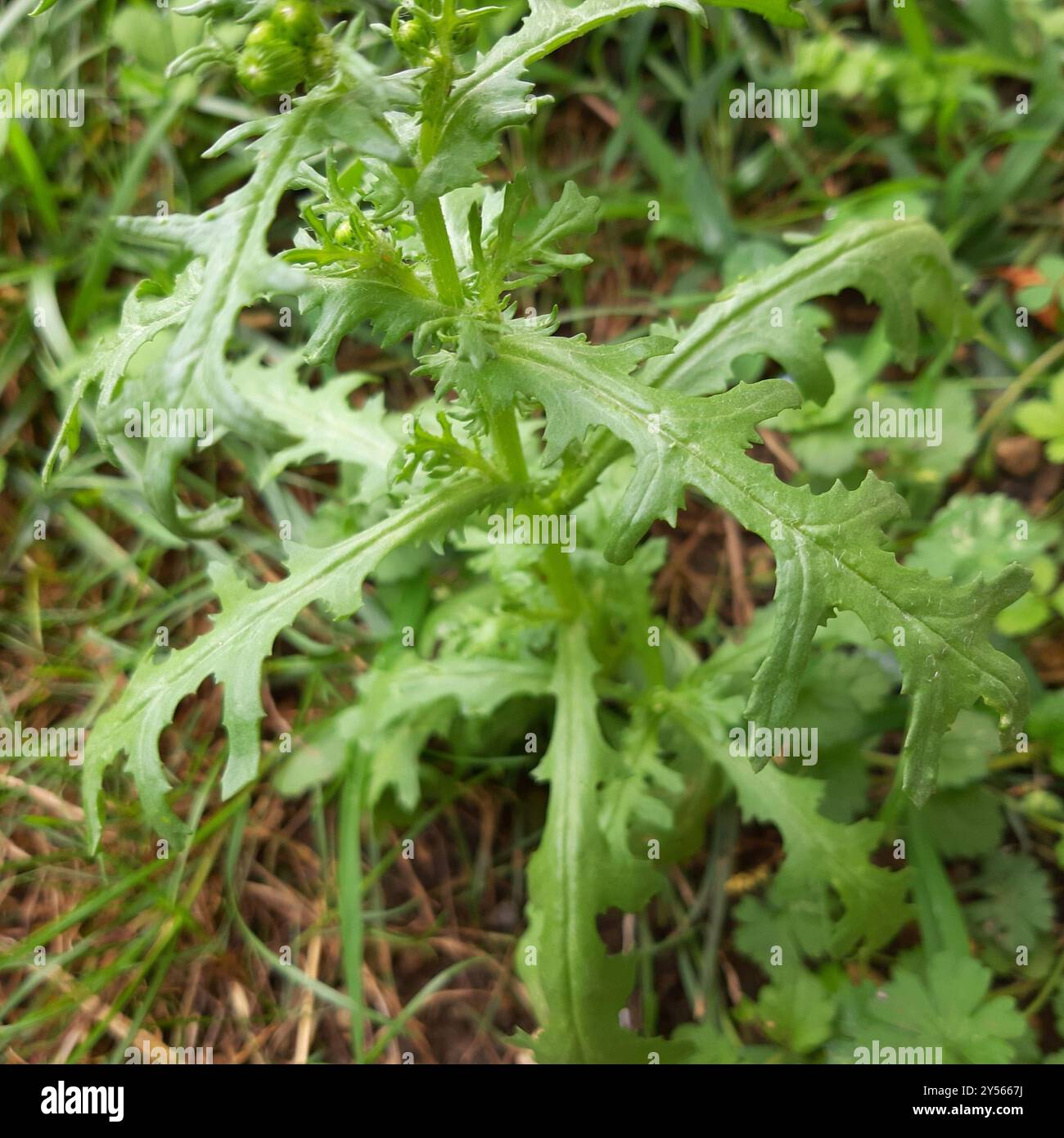 common groundsel (Senecio vulgaris) Plantae Stock Photo - Alamy