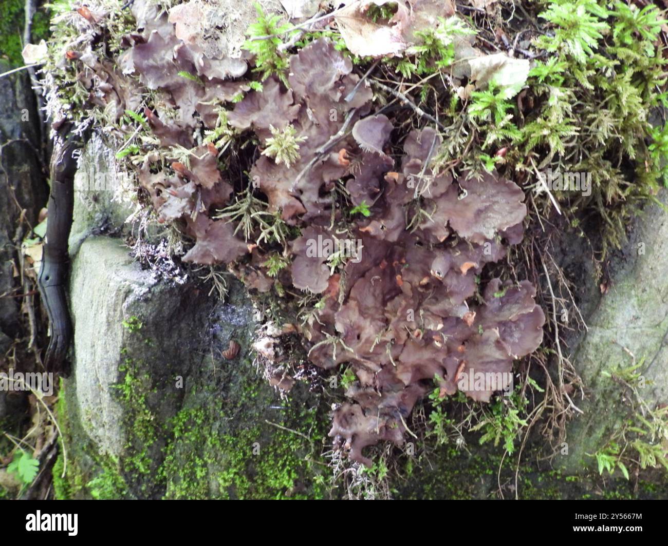 scaly pelt lichen (Peltigera praetextata) Fungi Stock Photo - Alamy