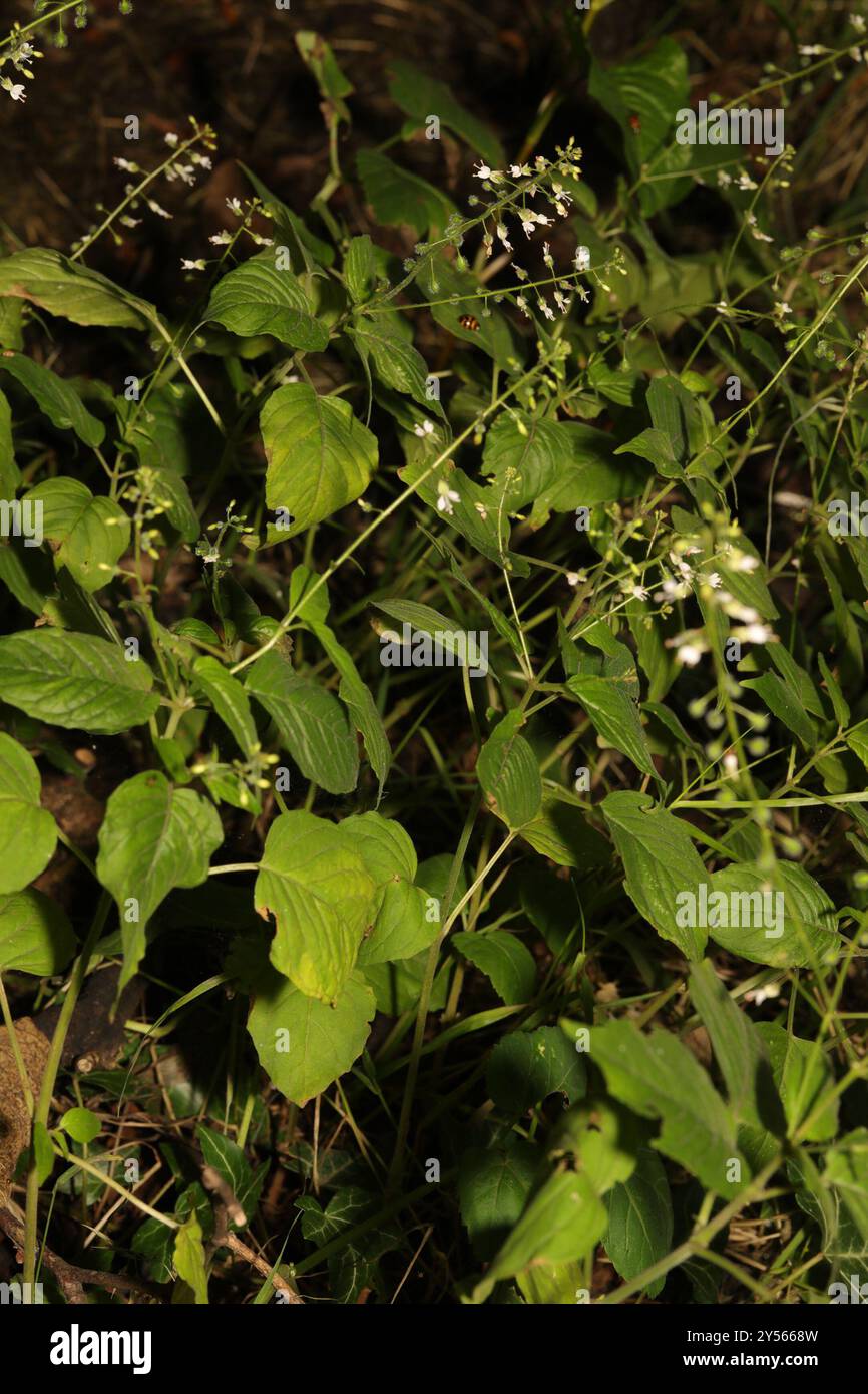 enchanter's-nightshade (Circaea lutetiana) Plantae Stock Photo - Alamy