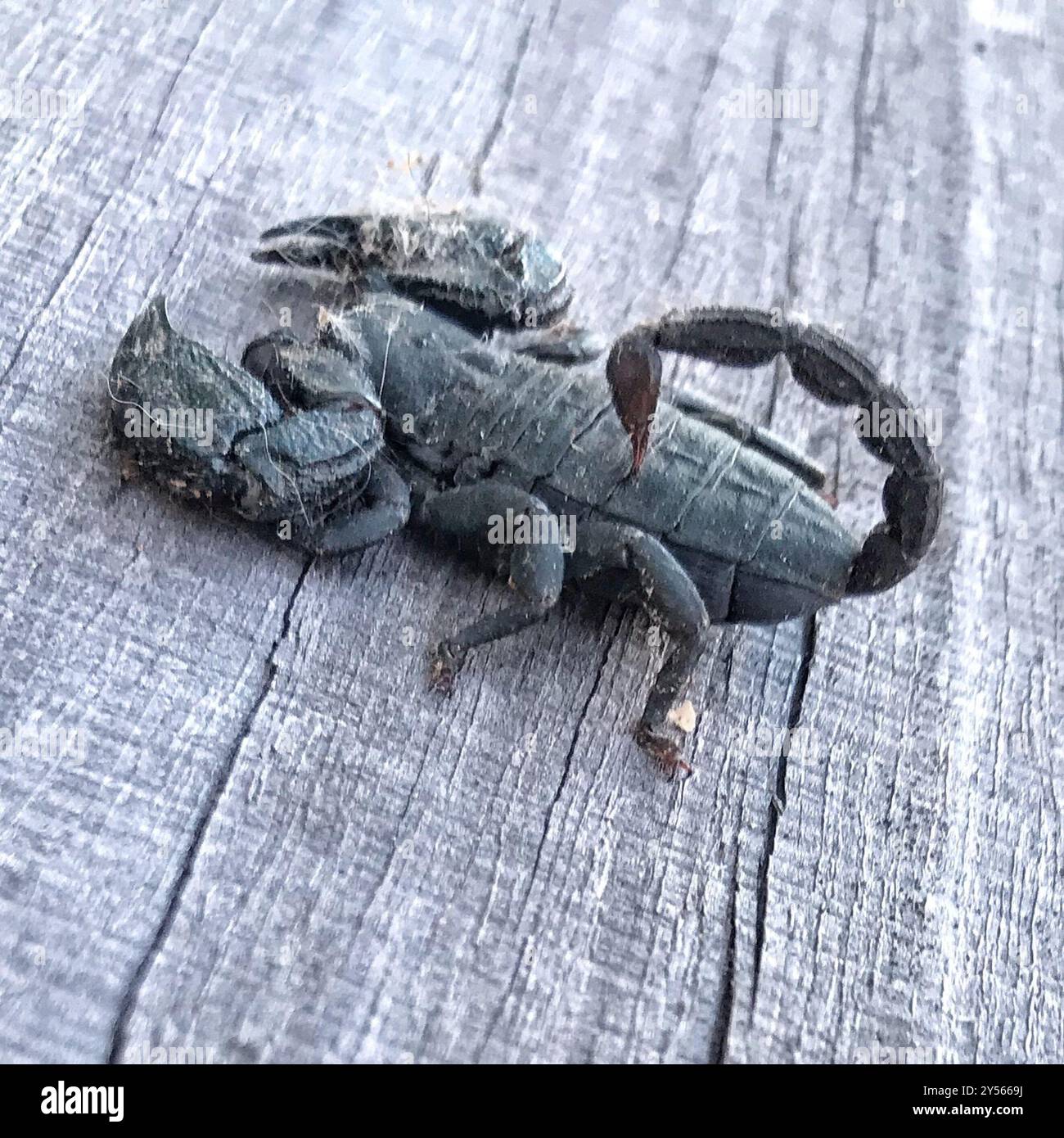 Cape Docile Scorpion (Opisthacanthus capensis) Arachnida Stock Photo ...