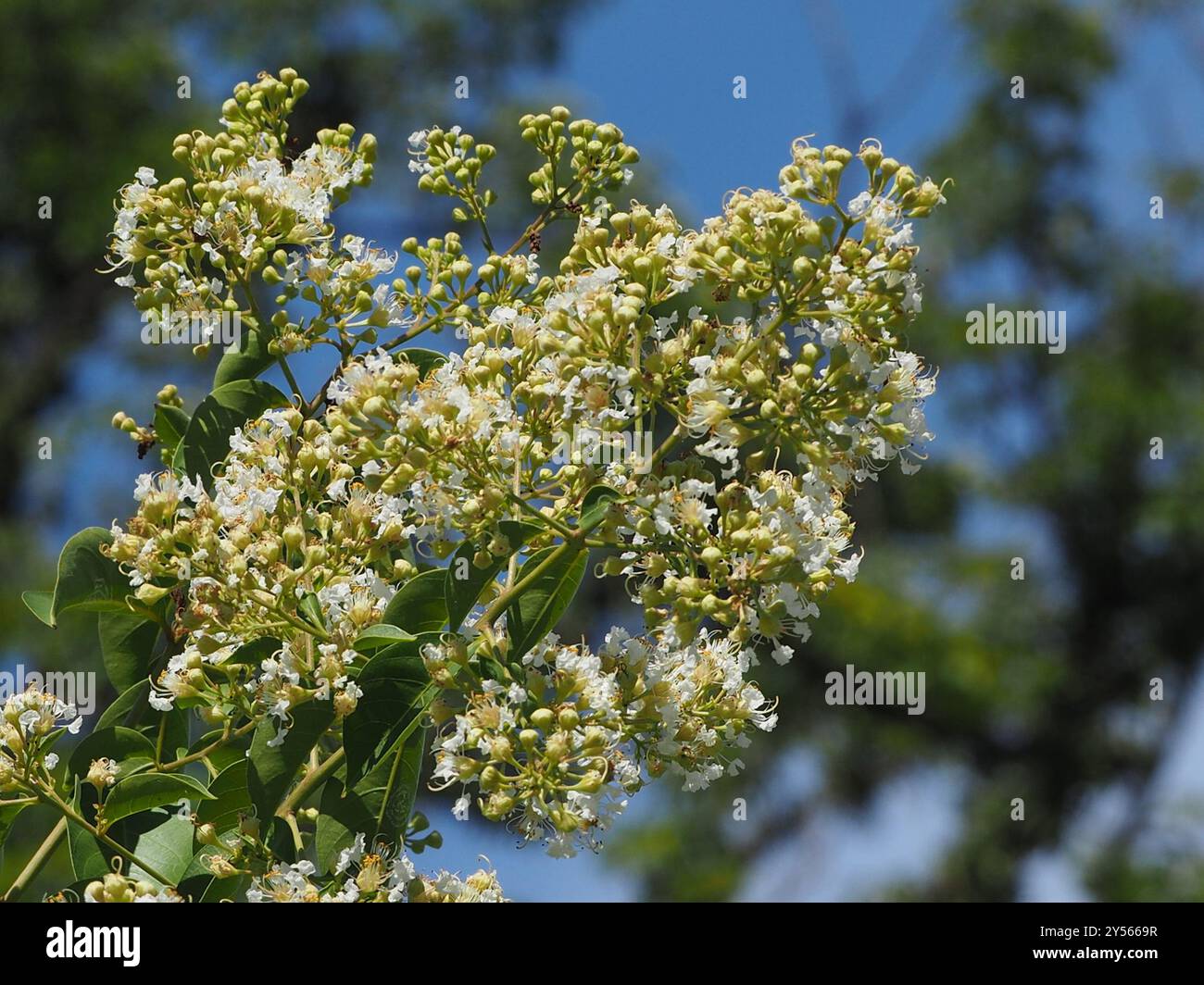 Subcostate Crape Myrtle (Lagerstroemia subcostata) Plantae Stock Photo ...