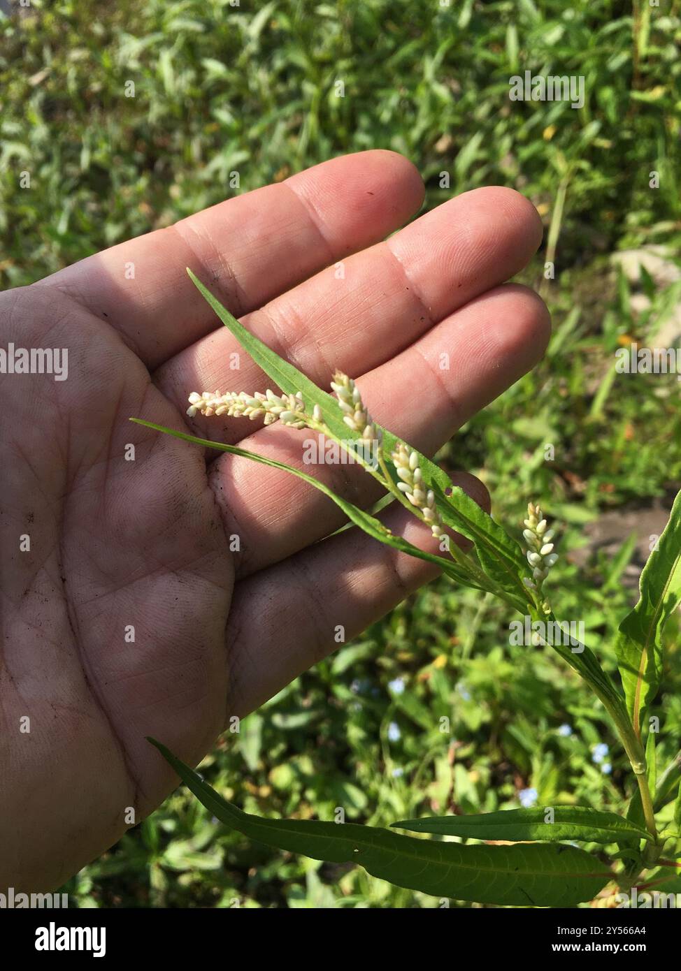 pale smartweed (Persicaria lapathifolia) Plantae Stock Photo - Alamy