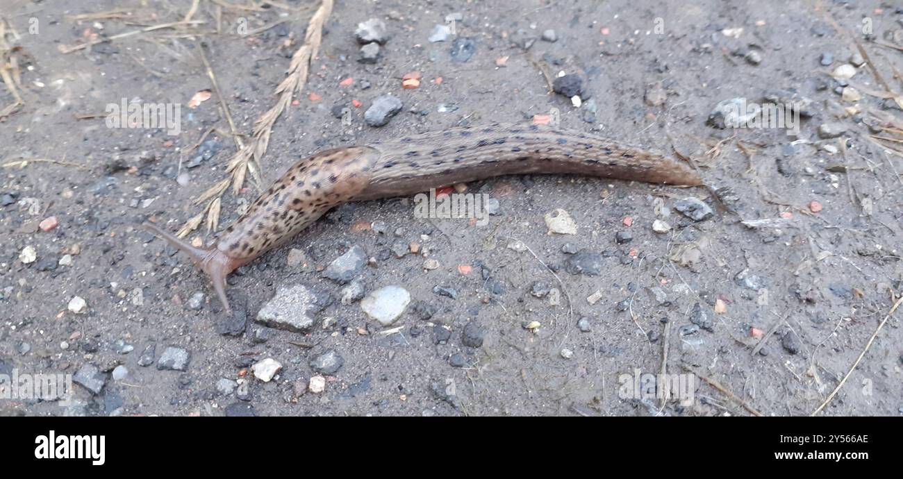 Leopard Slug (Limax maximus) Mollusca Stock Photo - Alamy