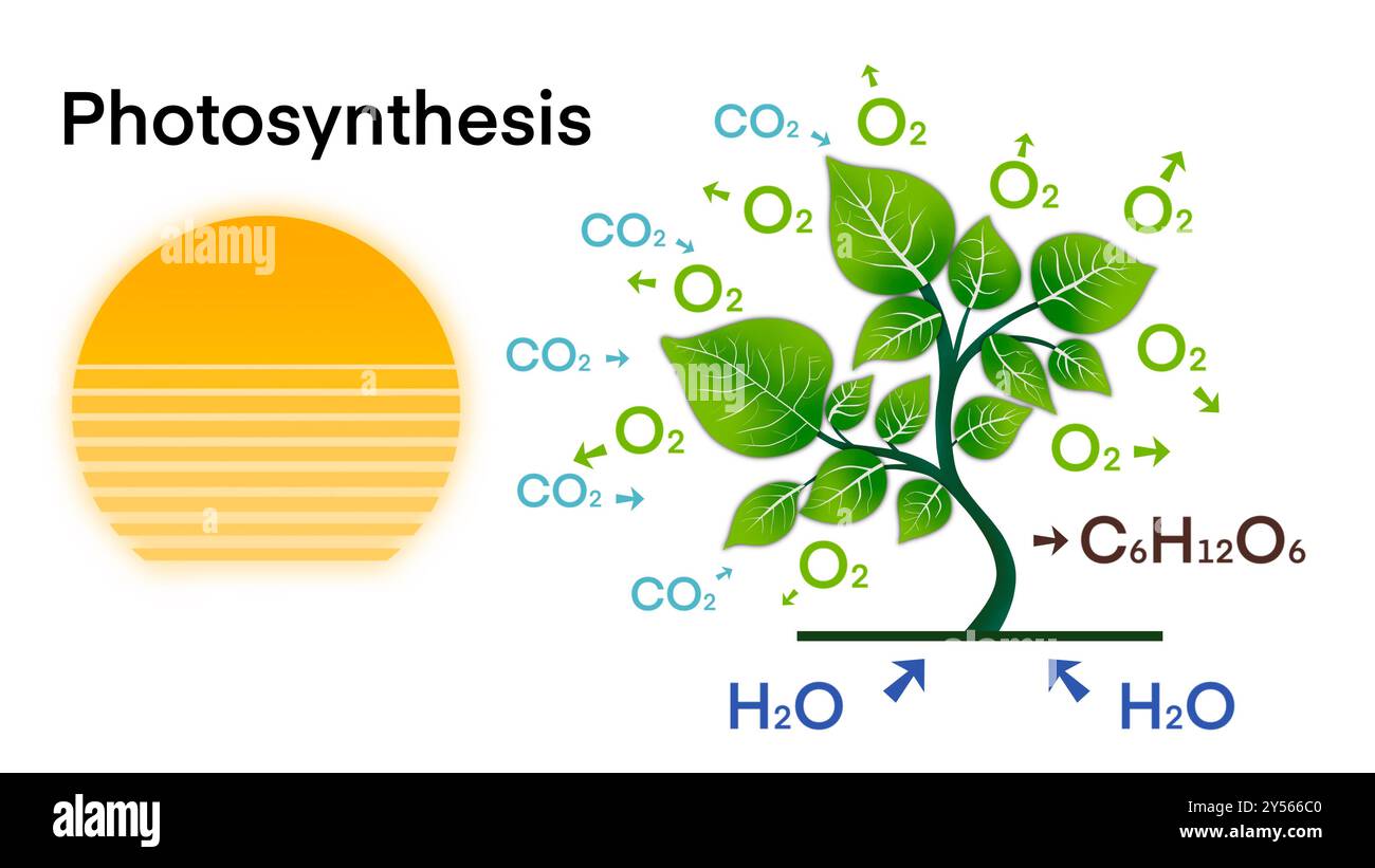 photosynthesis, plant has emerged from nutrient-rich soil and ...