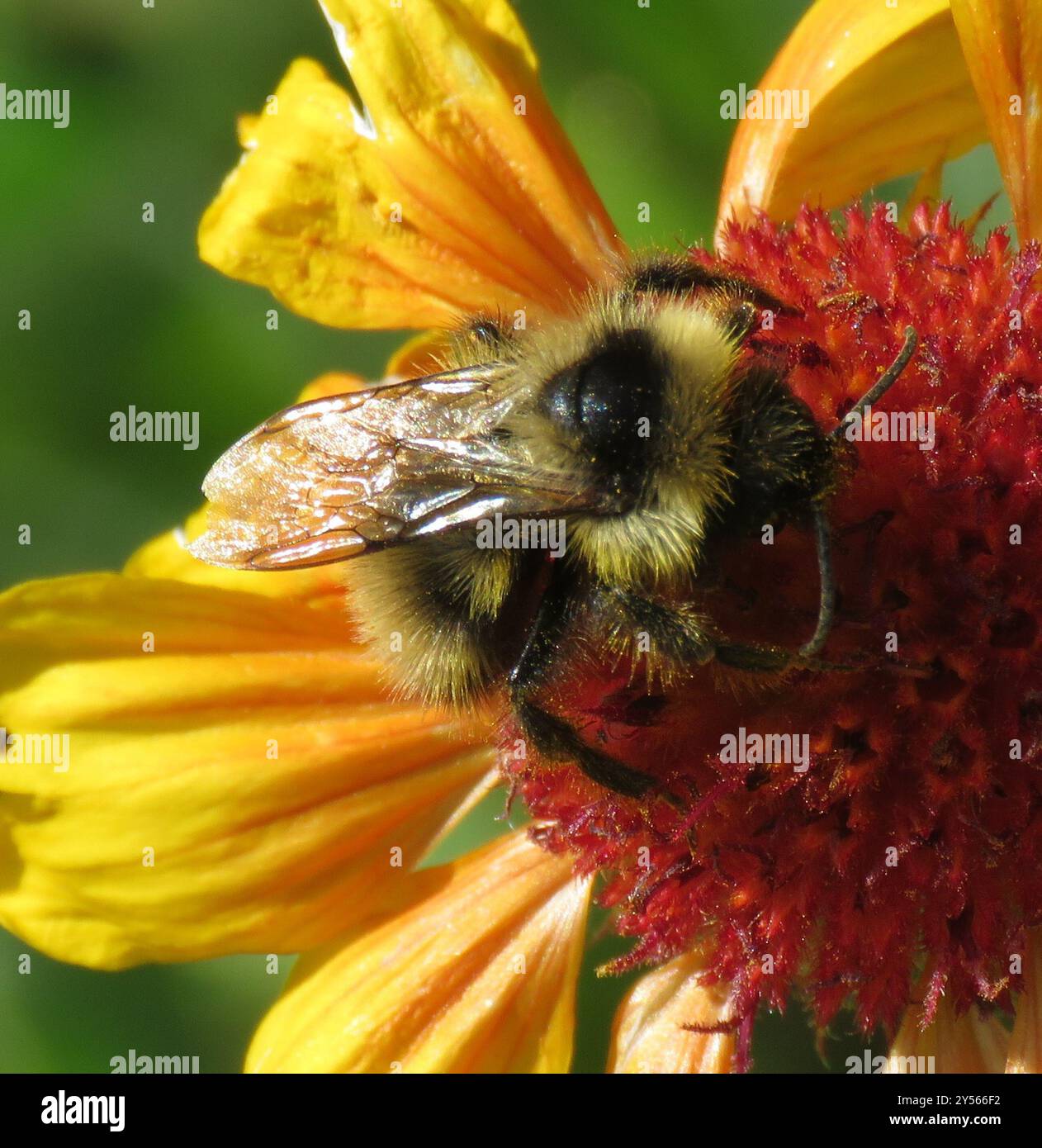 (Bombus flavidus flavidus) Insecta Stock Photo - Alamy
