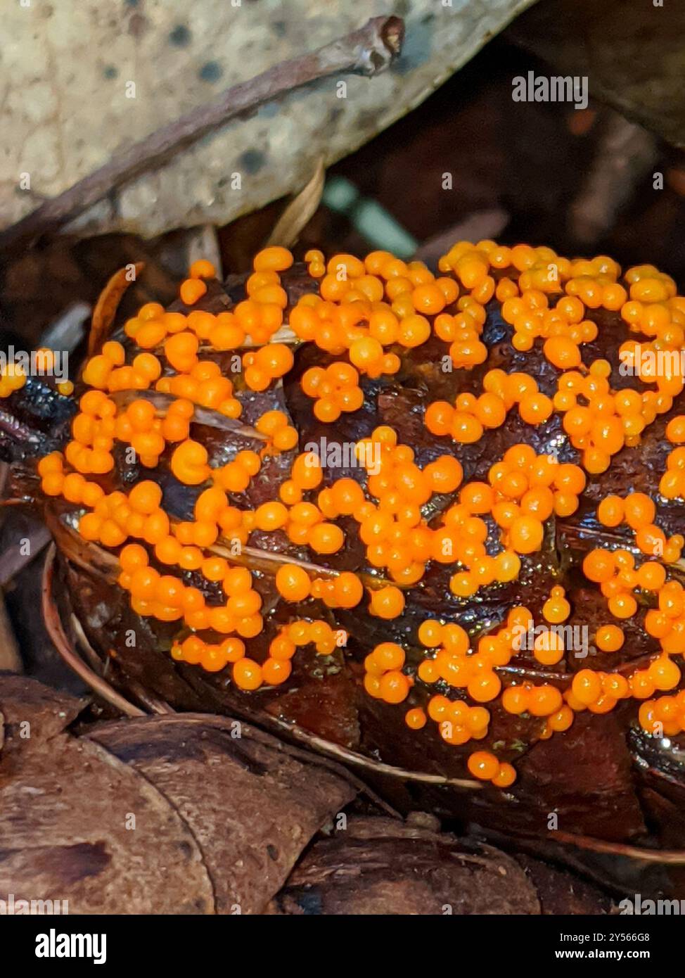 slime molds (Mycetozoa) Protozoa Stock Photo - Alamy