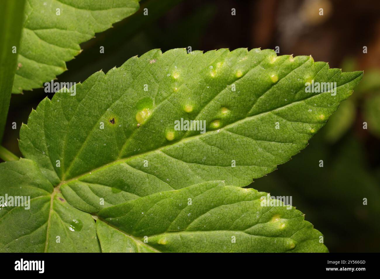 Macrosporus hi-res stock photography and images - Alamy
