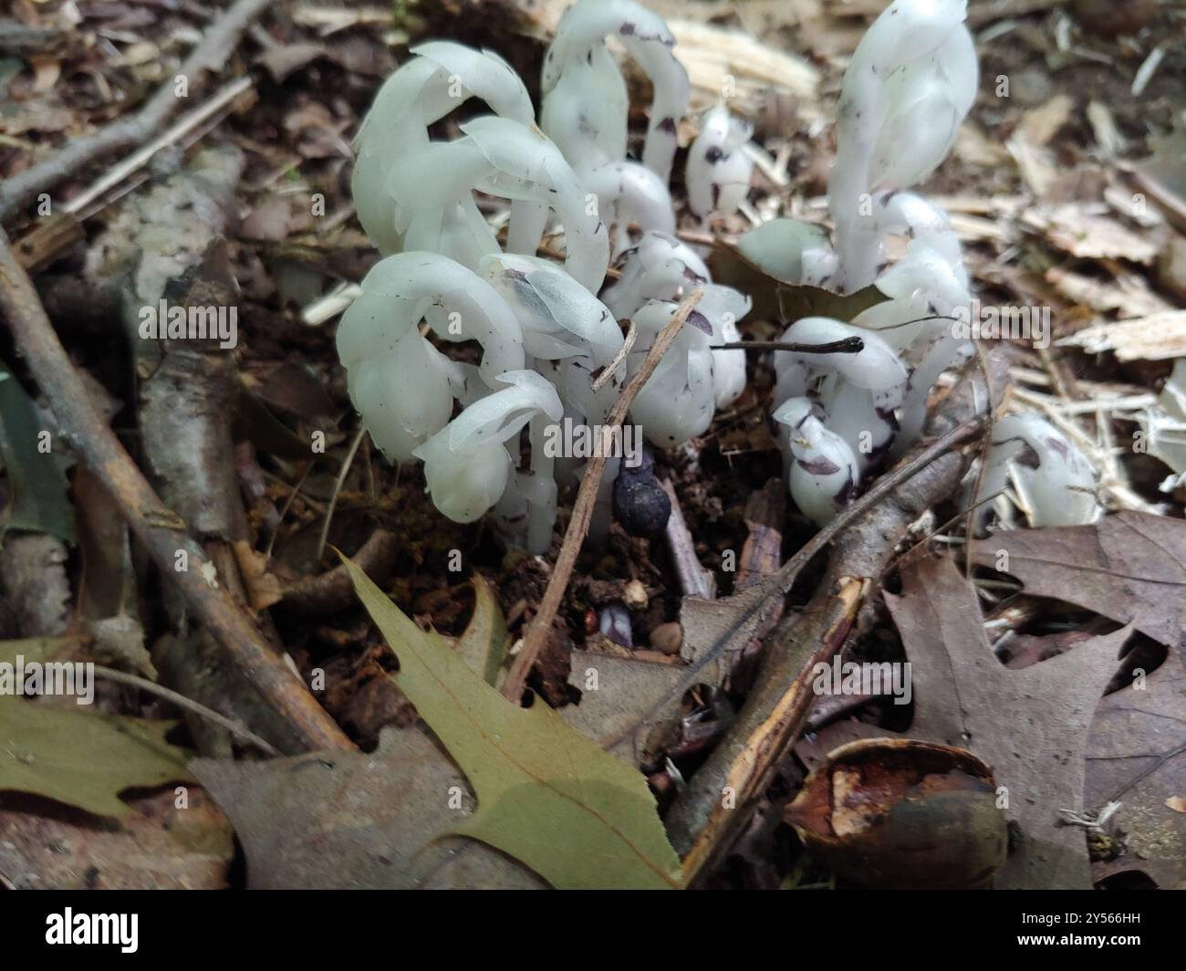 Ghost Pipe (Monotropa uniflora) Plantae Stock Photo - Alamy