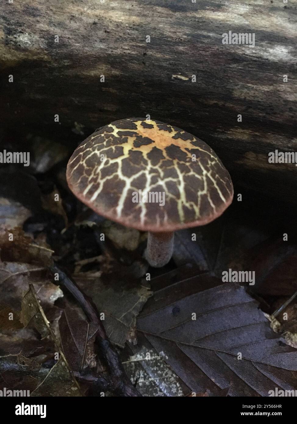 Red-cracking Bolete (Xerocomellus chrysenteron) Fungi Stock Photo - Alamy