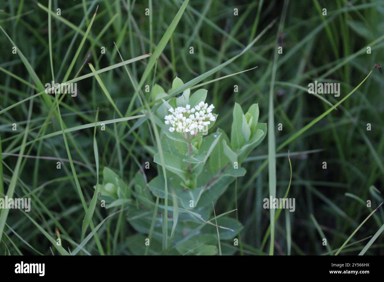 hemp dogbane (Apocynum cannabinum) Plantae Stock Photo - Alamy