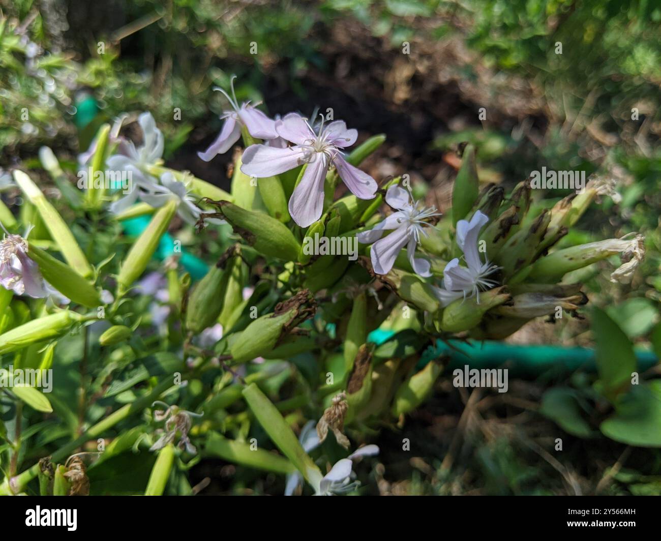 common soapwort (Saponaria officinalis) Plantae Stock Photo - Alamy